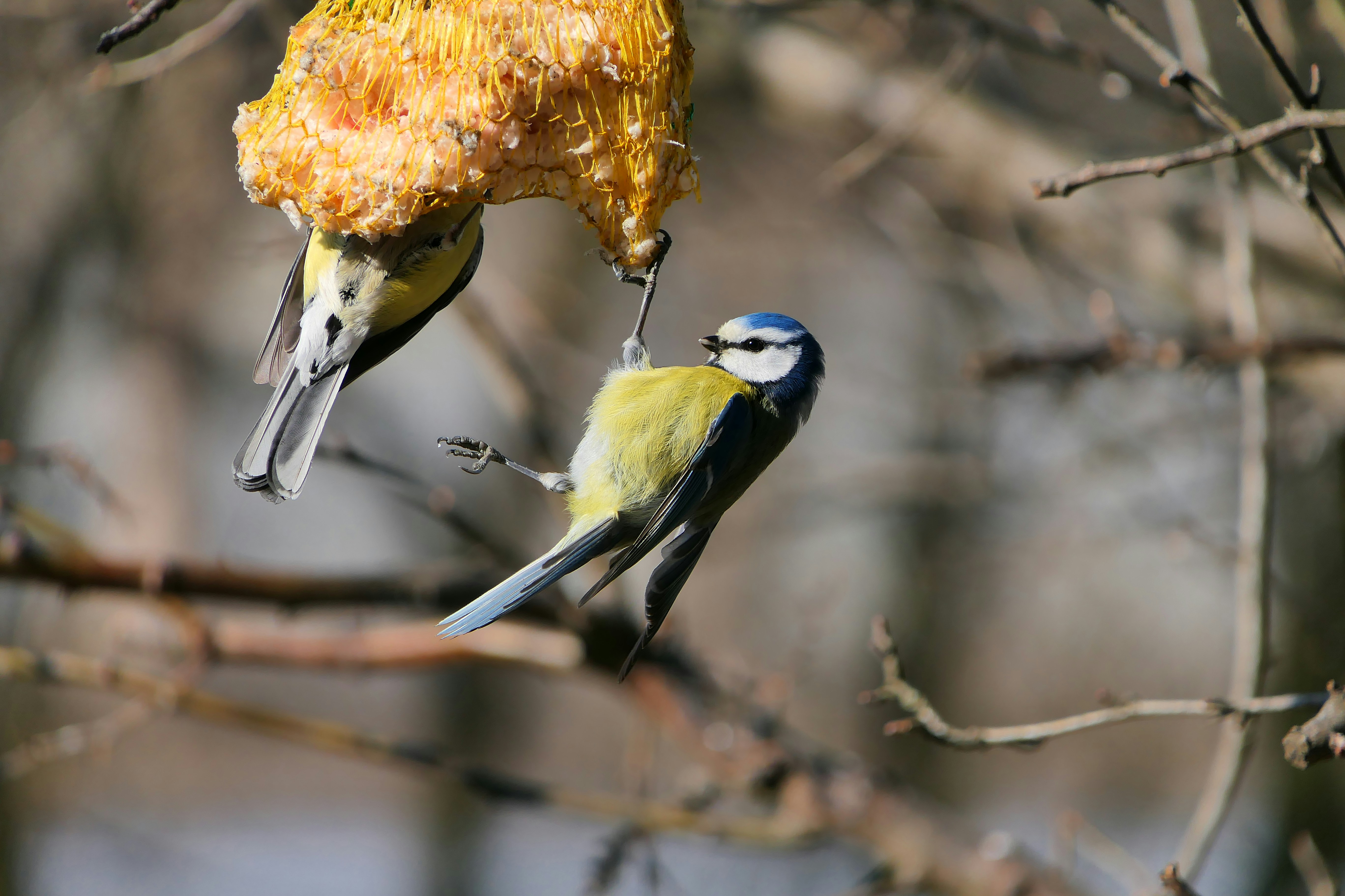 Two blue tits hover by a chewed suet block on a branch, one bird turning toward the feeder. The shallow depth of field isolates the birds against a softly blurred natural background.