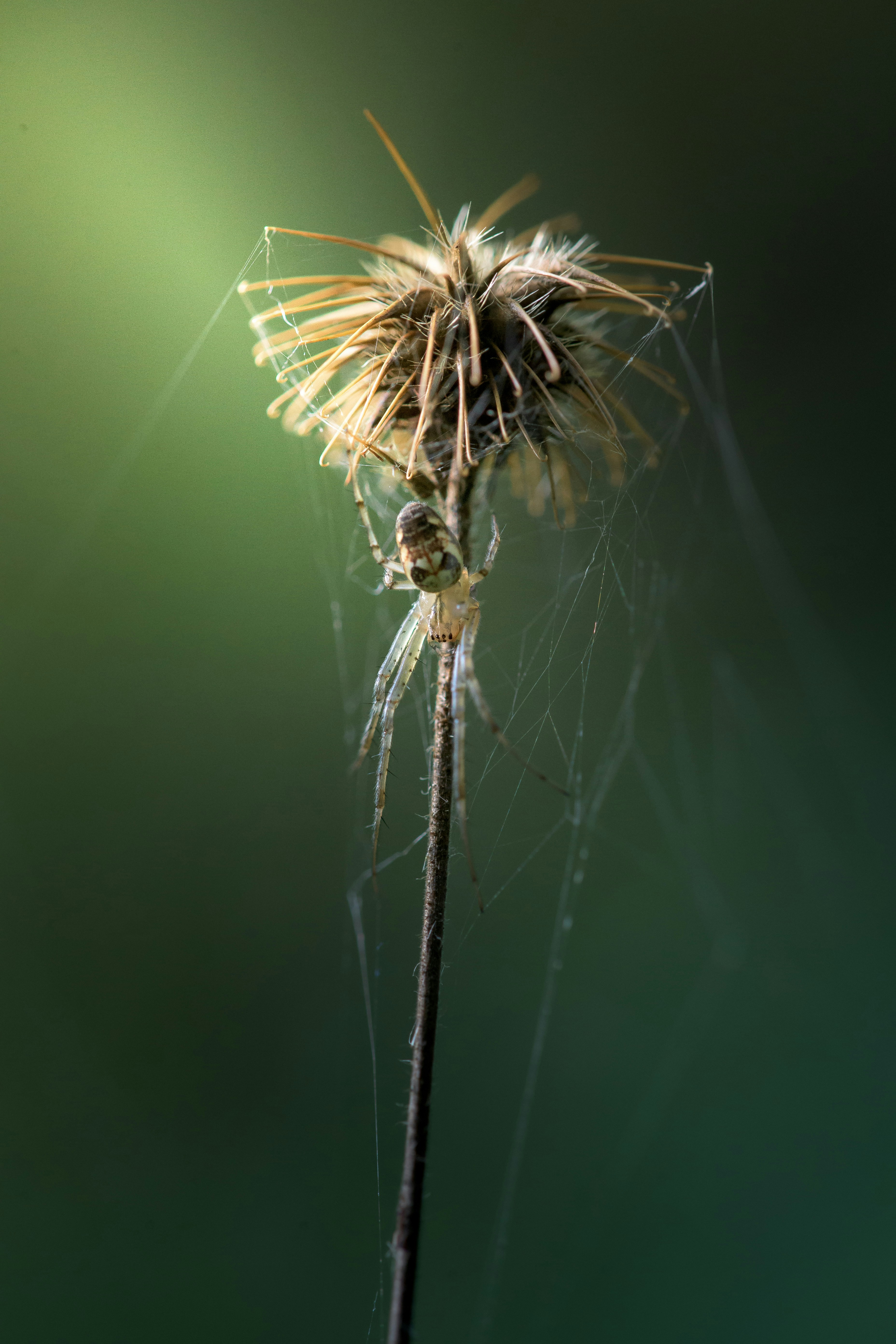 Web Weaver's Domain: A Study in Nature's Architecture