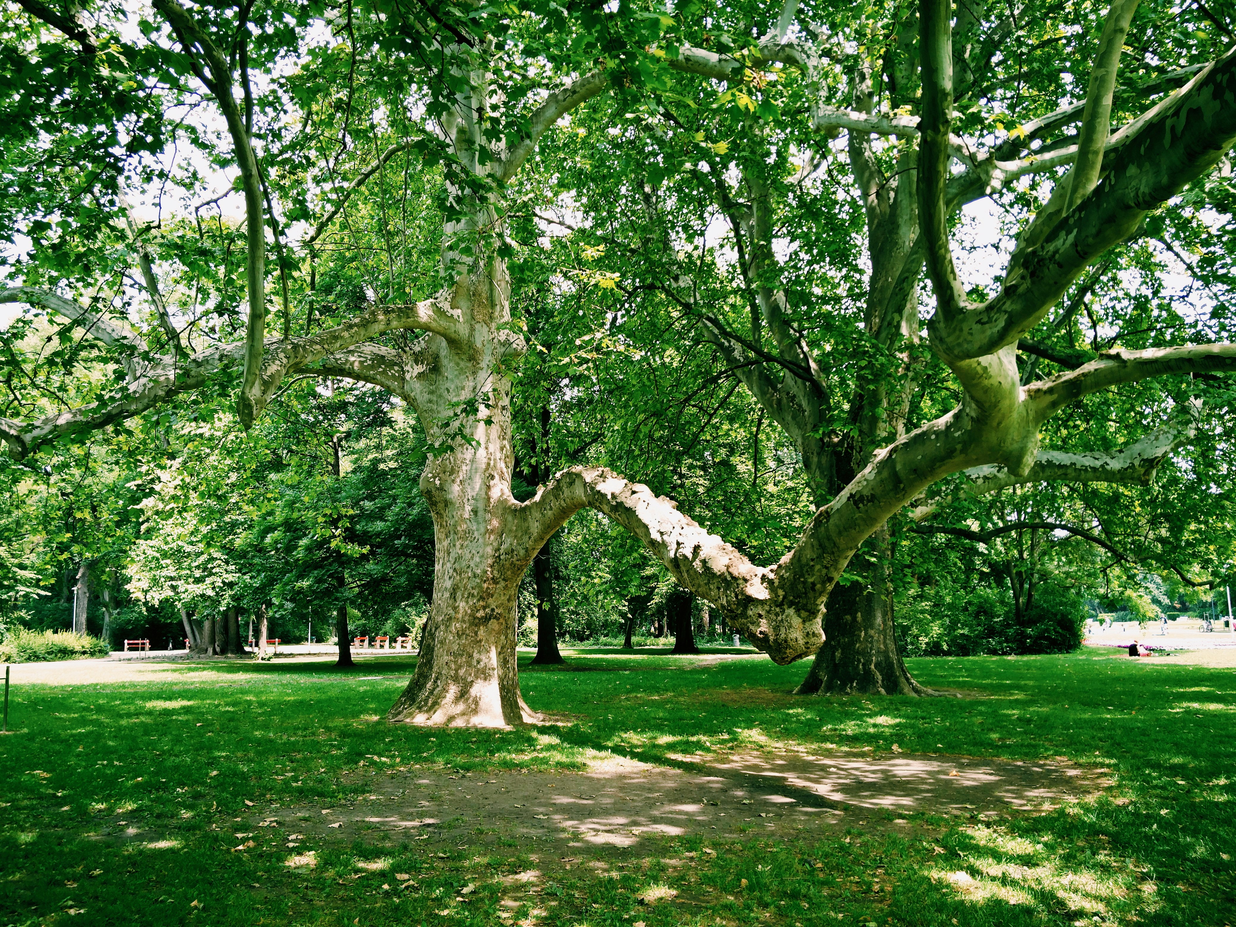 Two majestic trees intertwine in a lush green park, showcasing their expansive branches and vibrant foliage. Sunlight filters through the leaves, creating a serene atmosphere.
