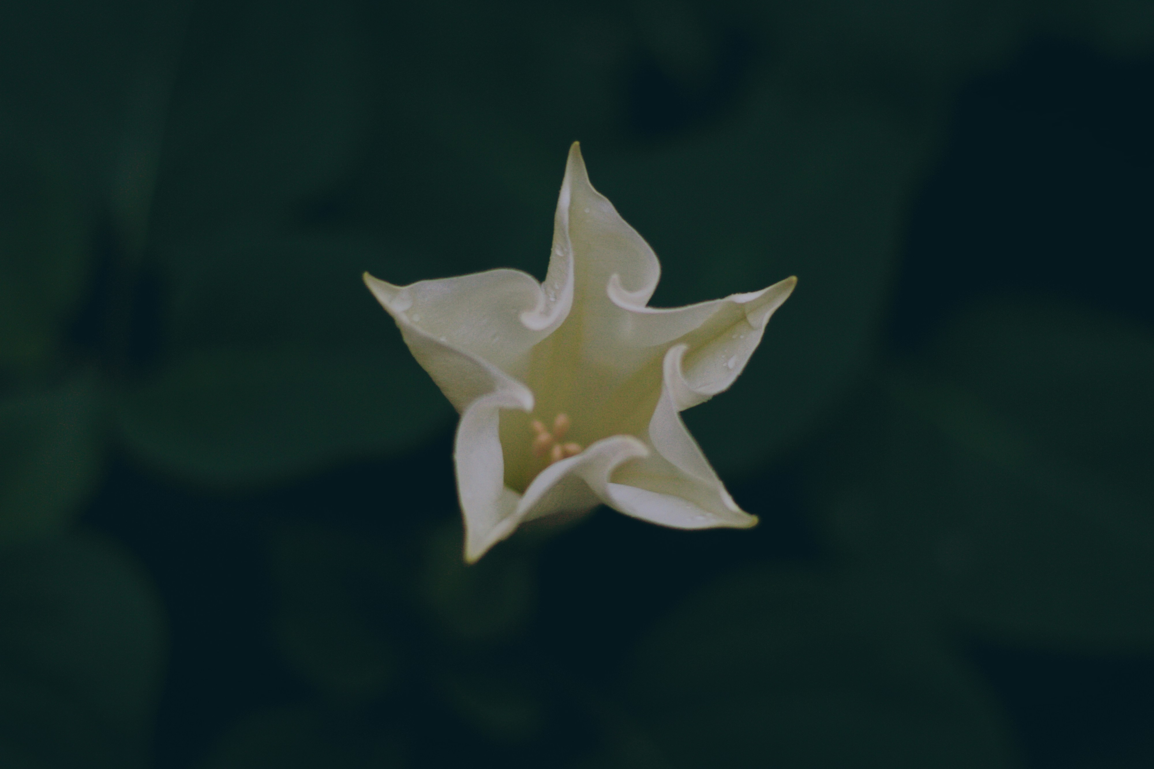a white flower with green leaves in the background