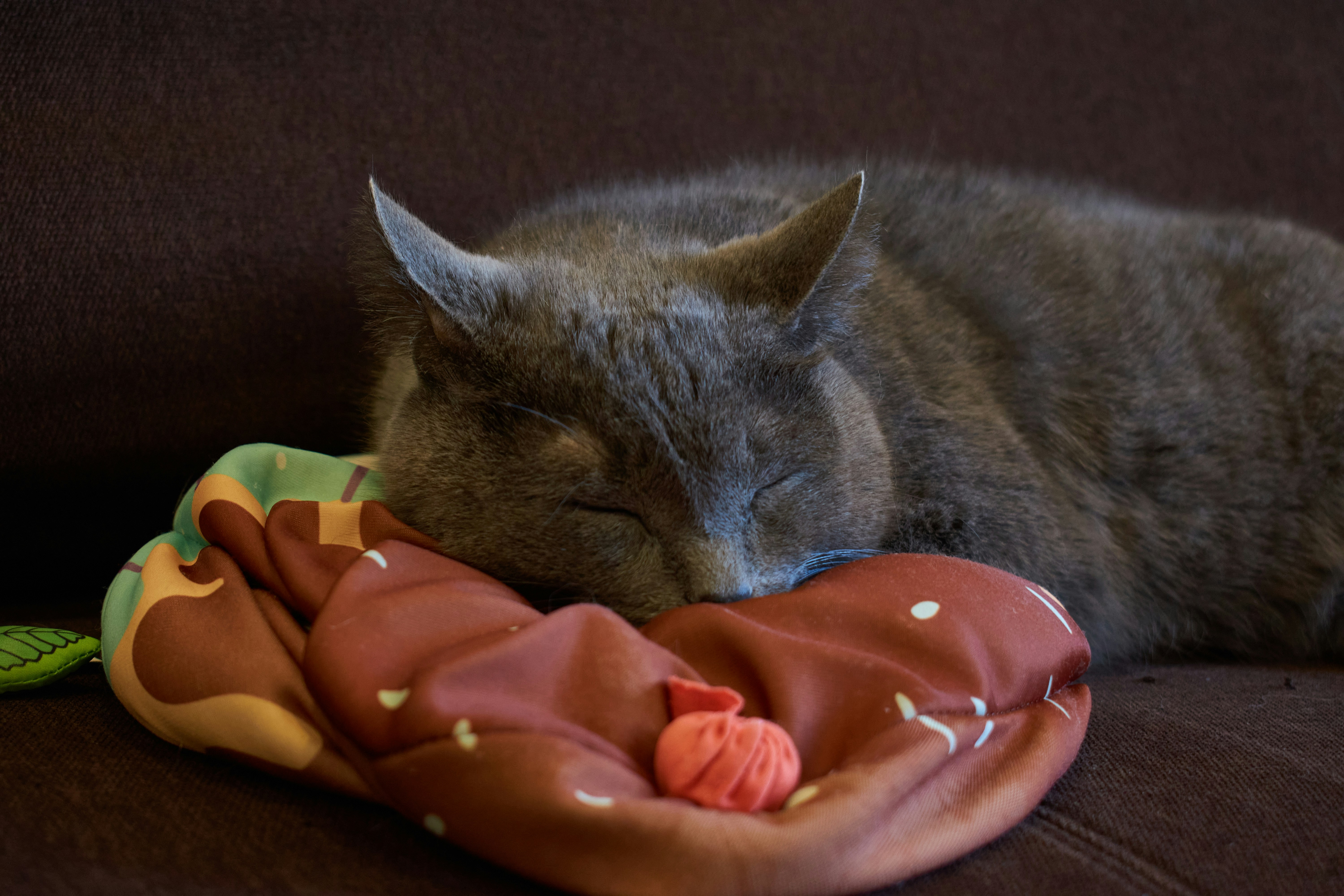 Quiet Nap on a Pink Scarf: Gray Cat Resting on a Brown Sofa