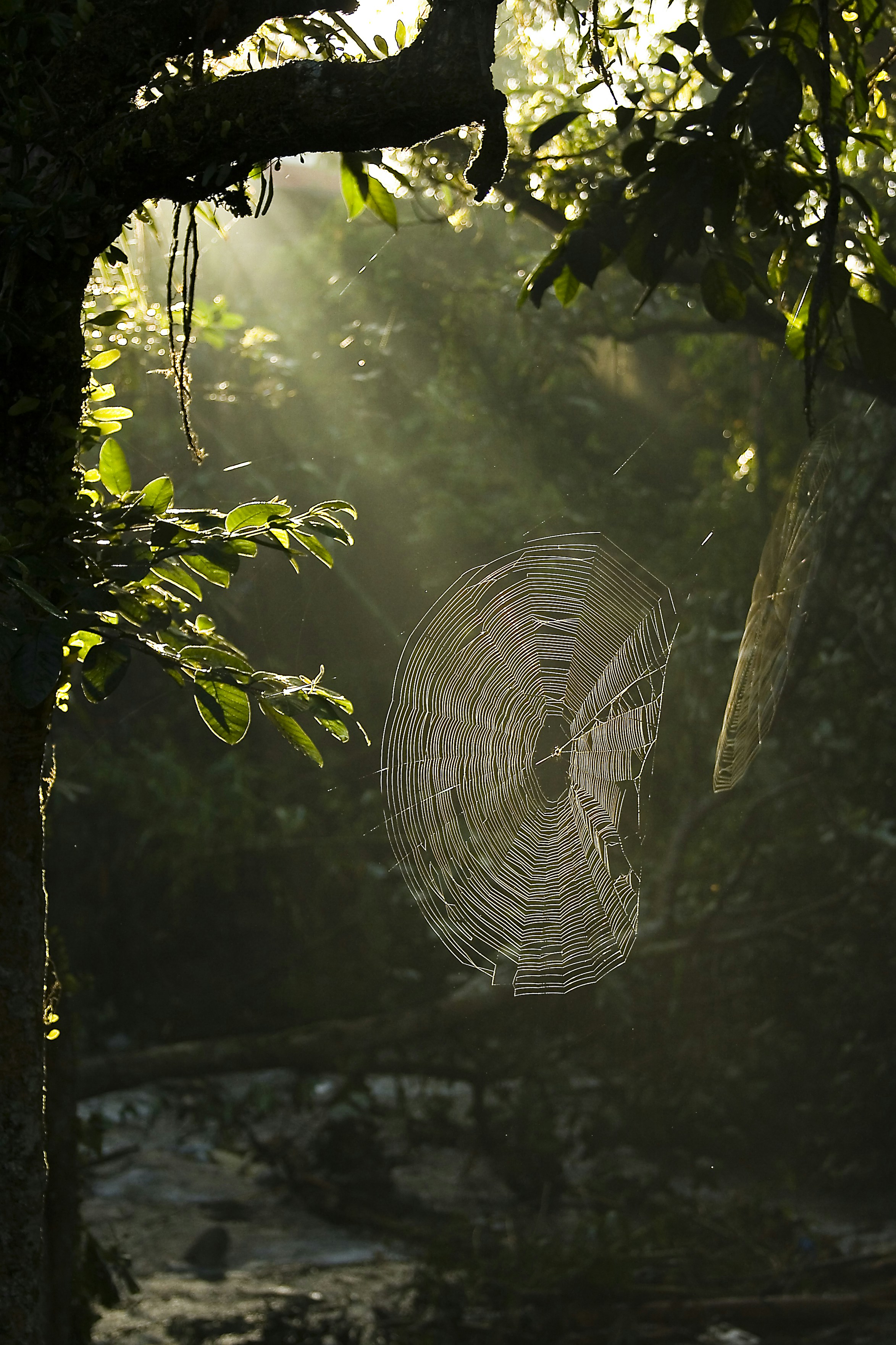 a spider web hanging from a tree in a forest