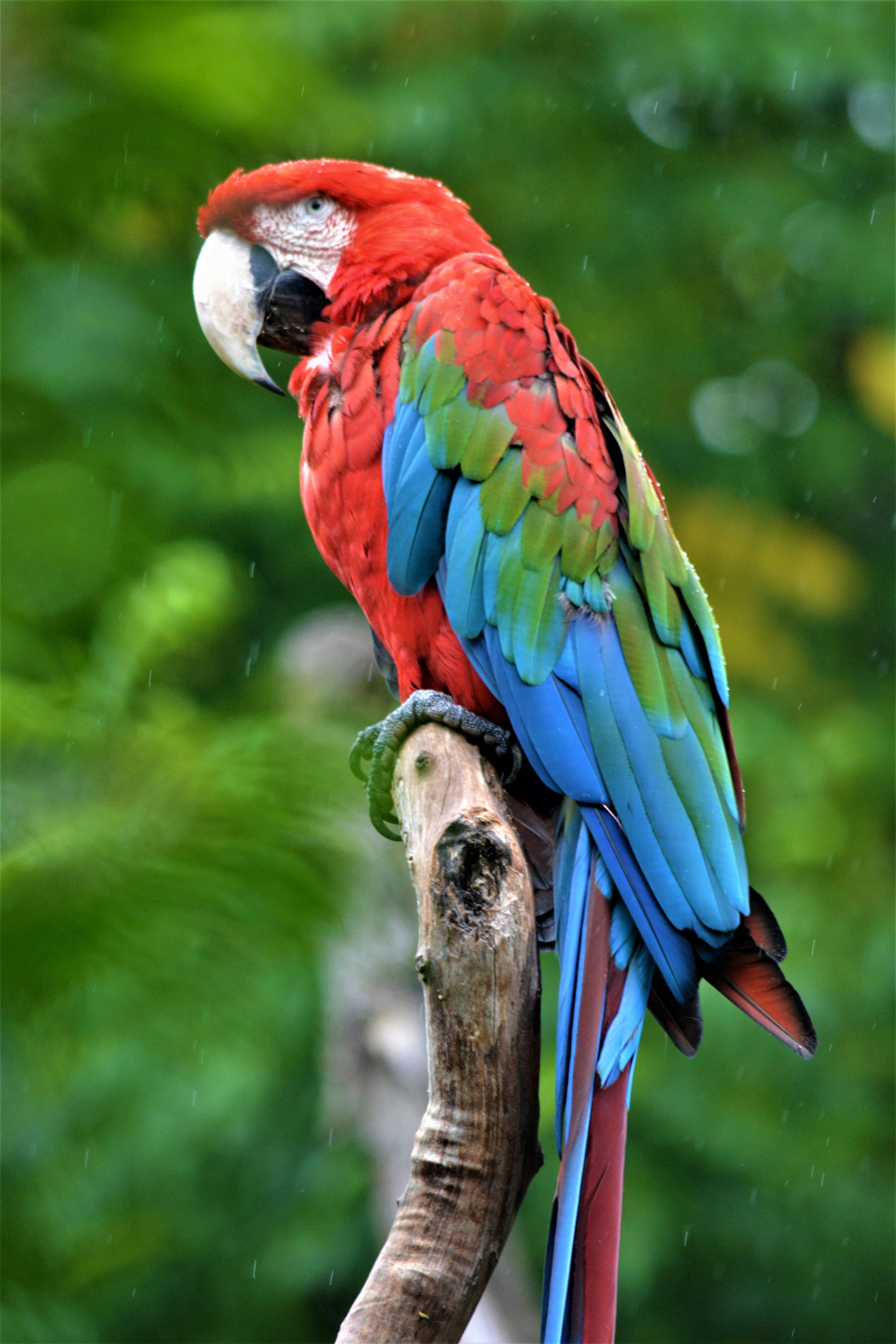 A striking macaw perched on a branch, showcasing its vivid red, green, and blue feathers against a lush green backdrop. Raindrops add a dynamic element to the scene.