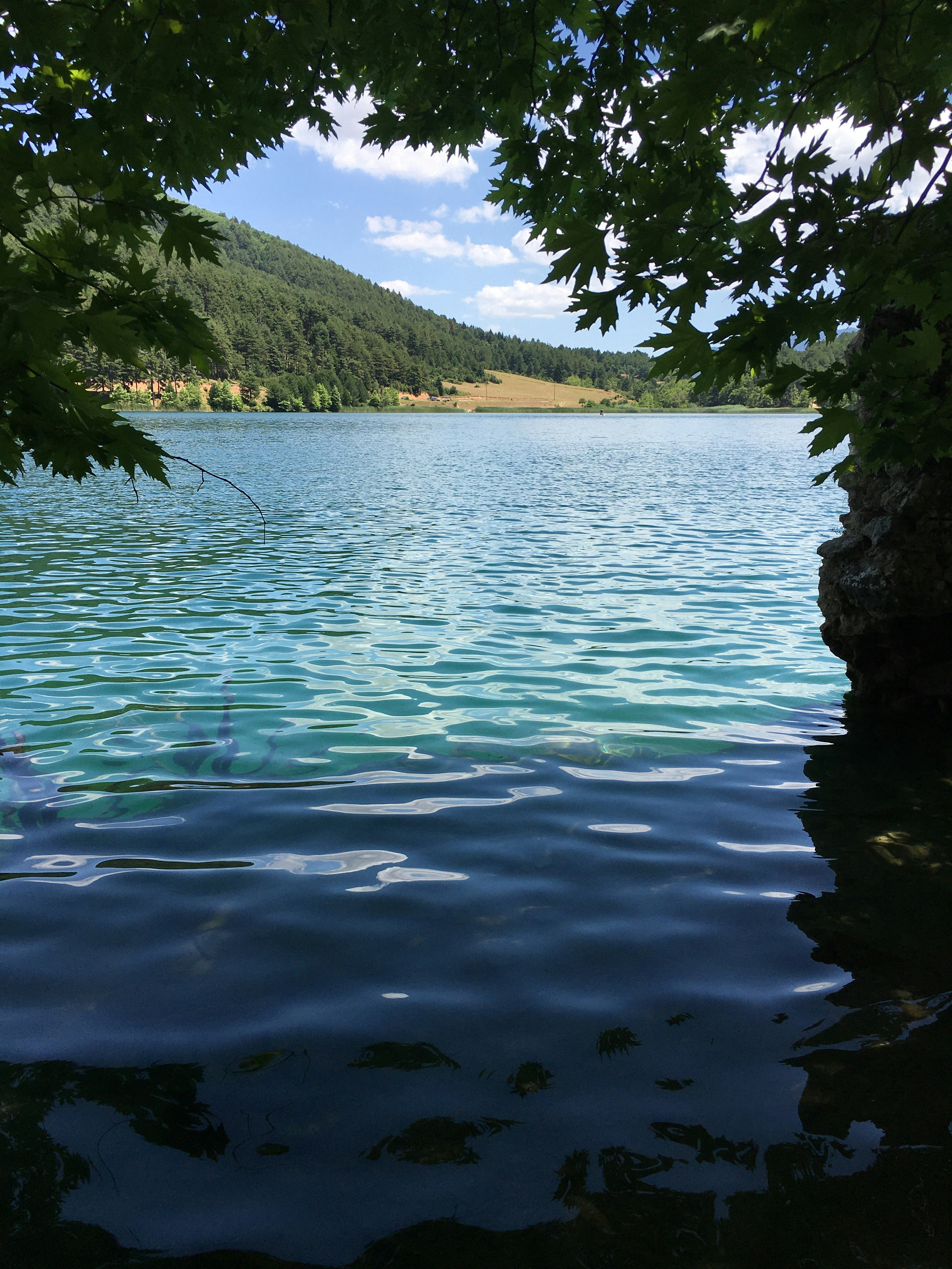 a body of water surrounded by a forest
