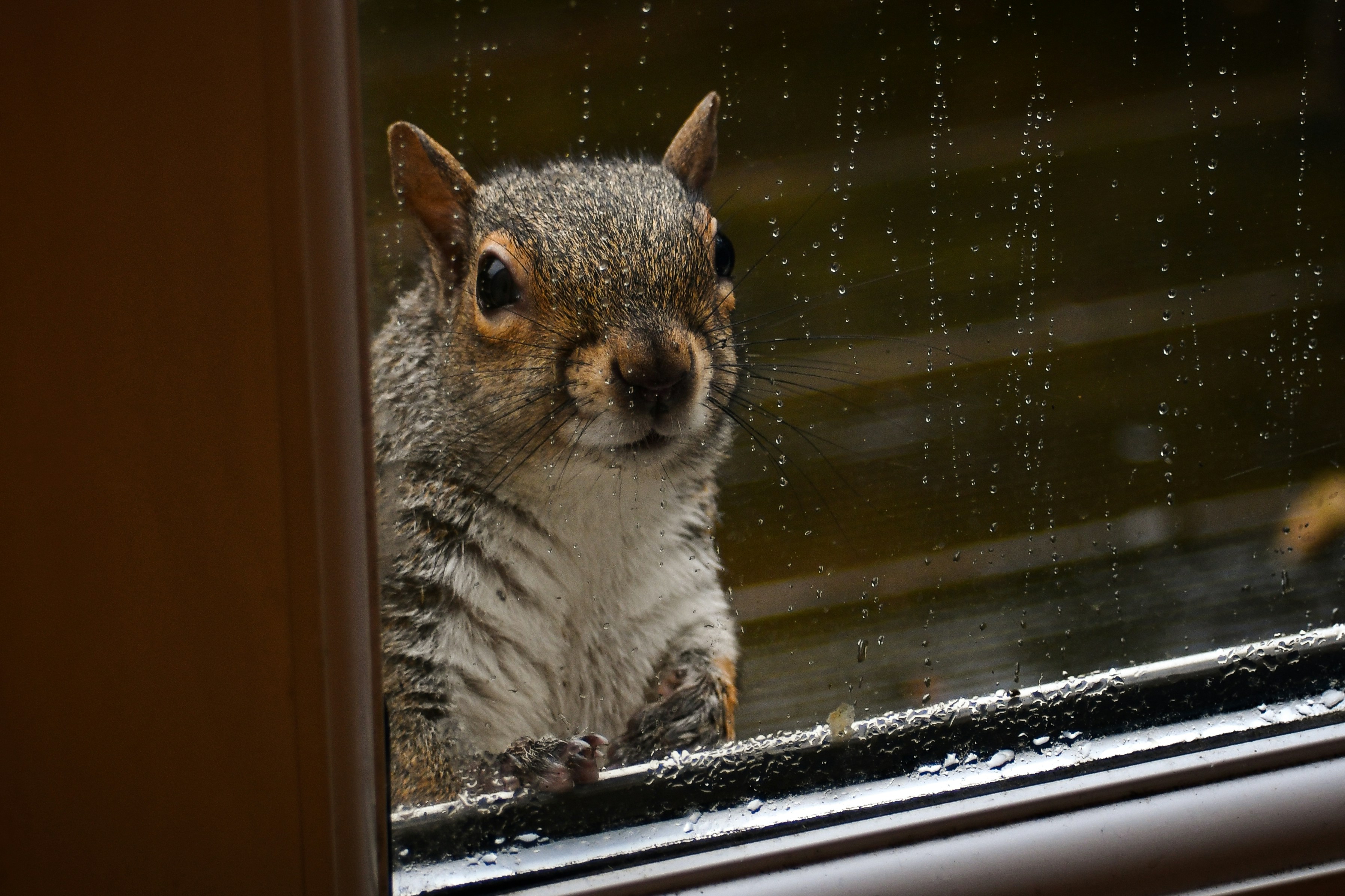A close up of a squirrel looking out a window photo – Free Squirrel ...