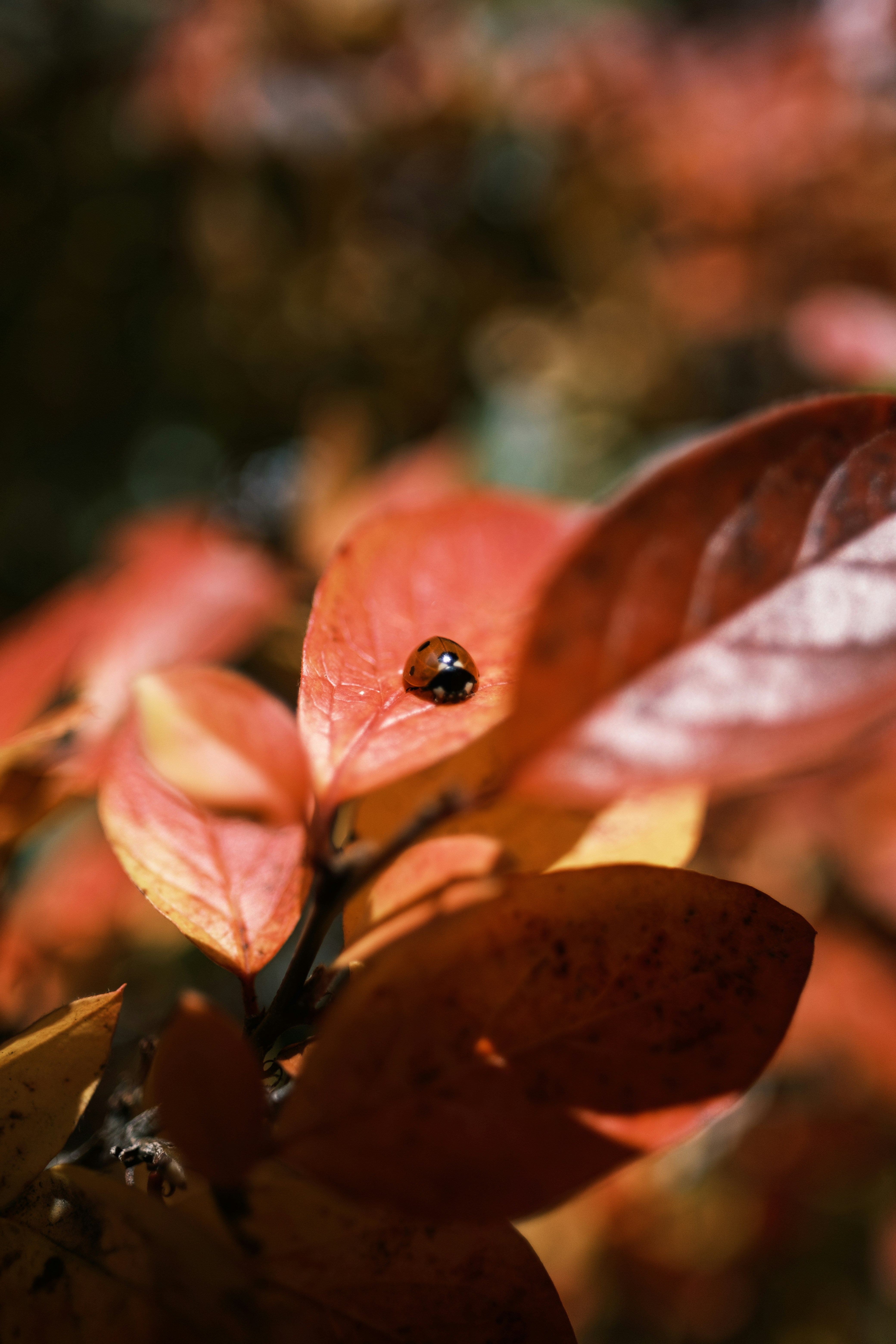 Autumn's Tiny Sentinel: Ladybug on a Crimson Leaf