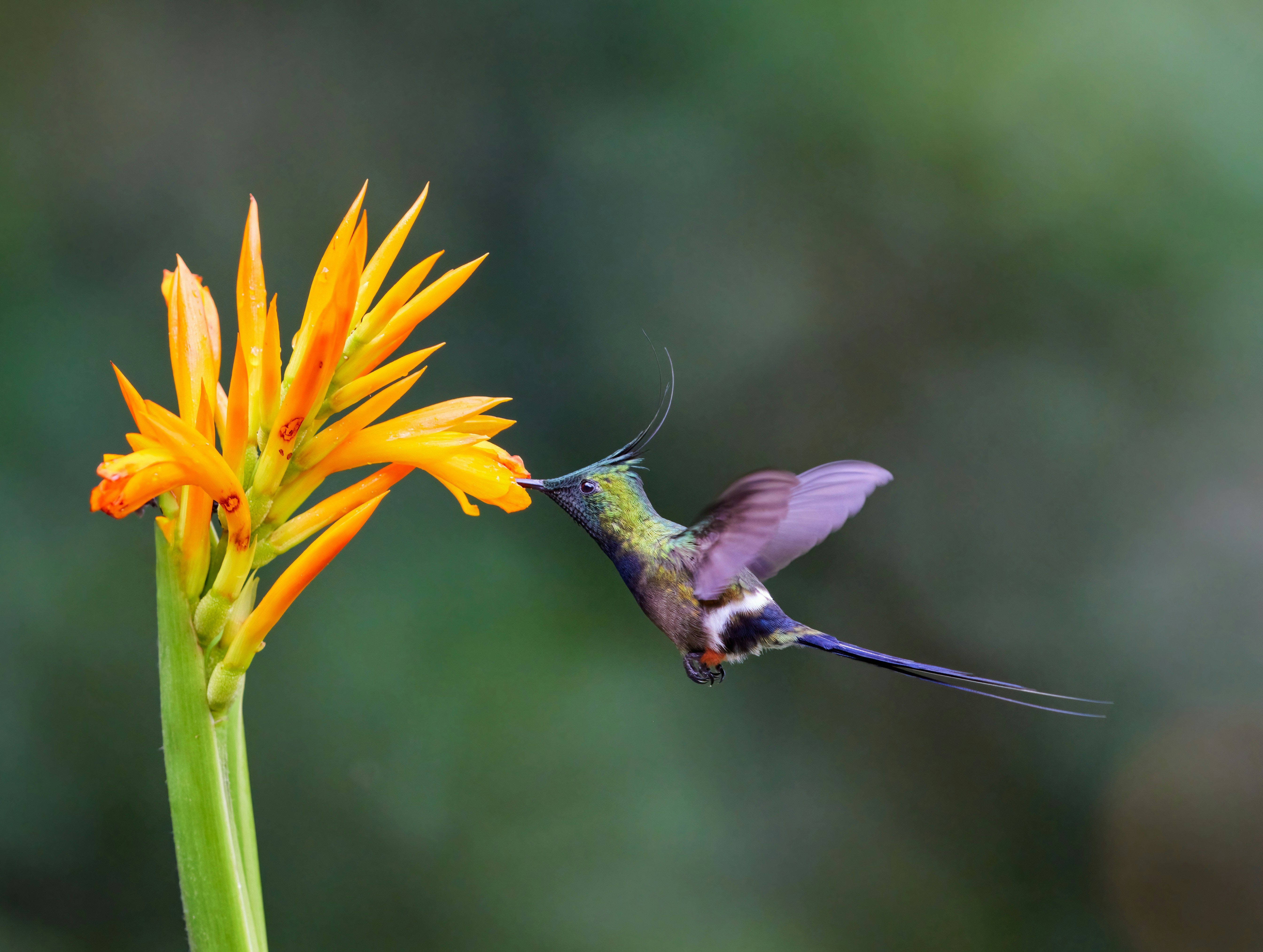 A hummingbird hovers near a yellow flower photo – Free Wildsumaco lodge ...