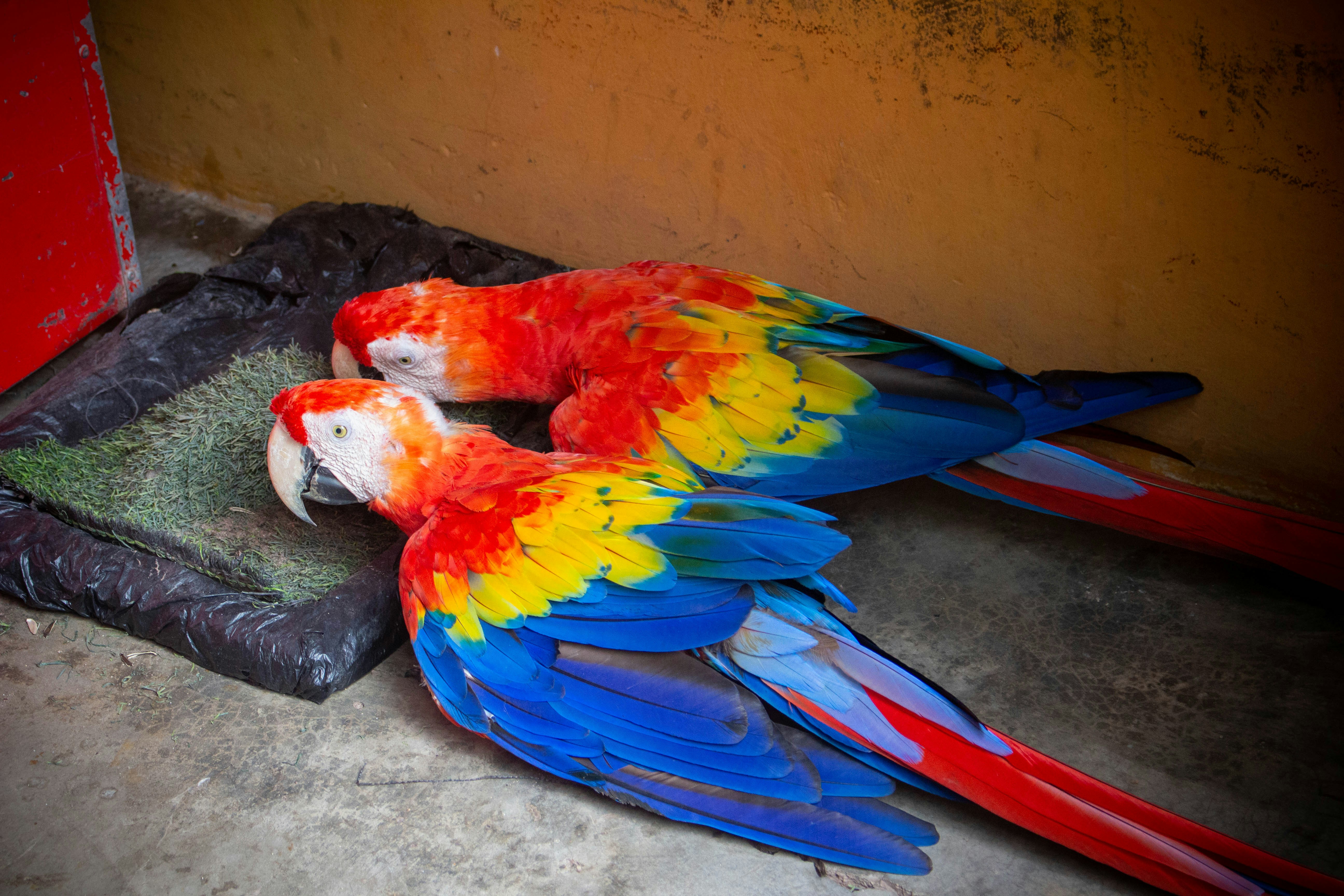 two colorful parrots sitting on top of each other