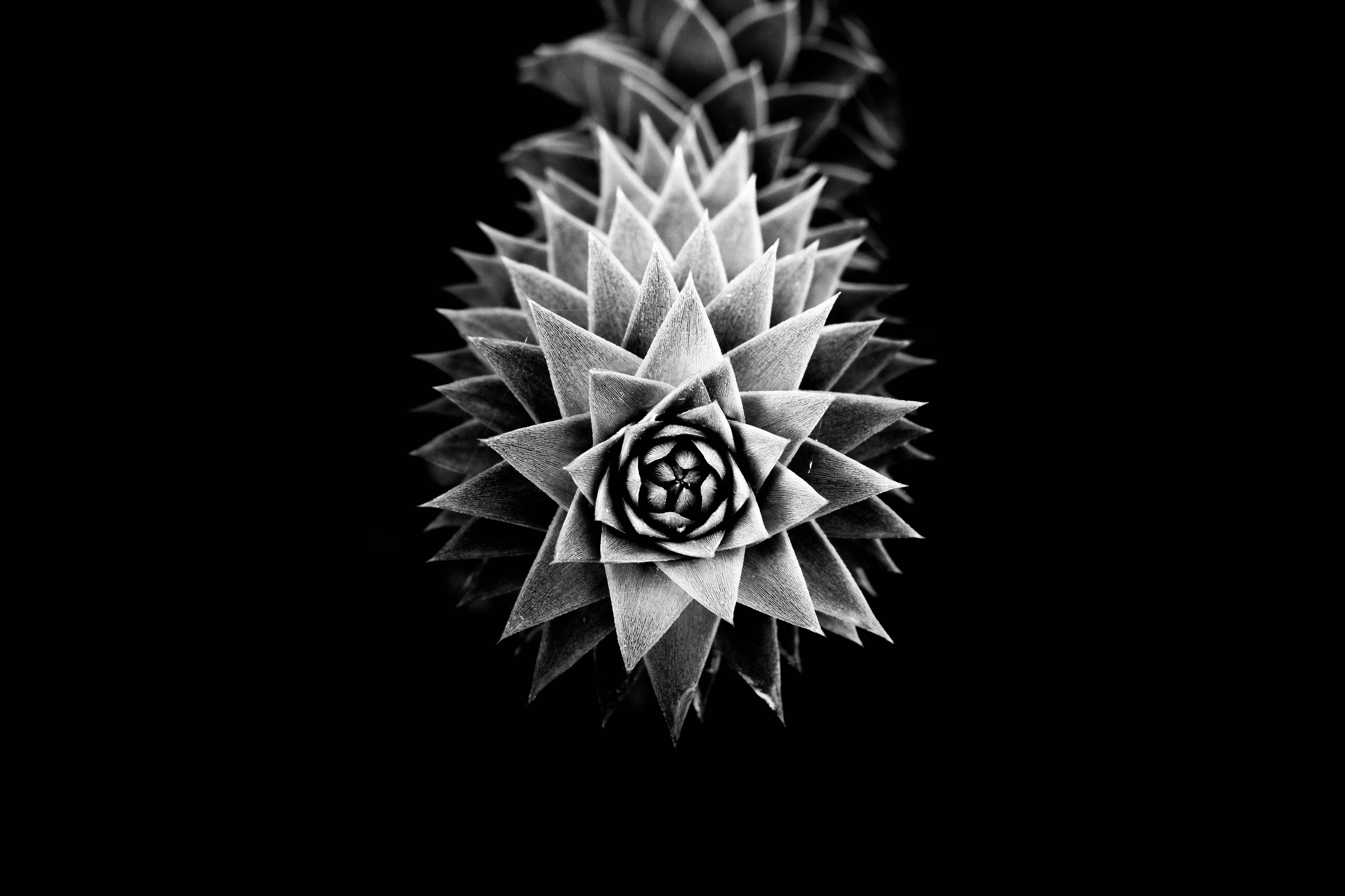 Centered Rosette: A Geometric Black-and-White Bloom in Void