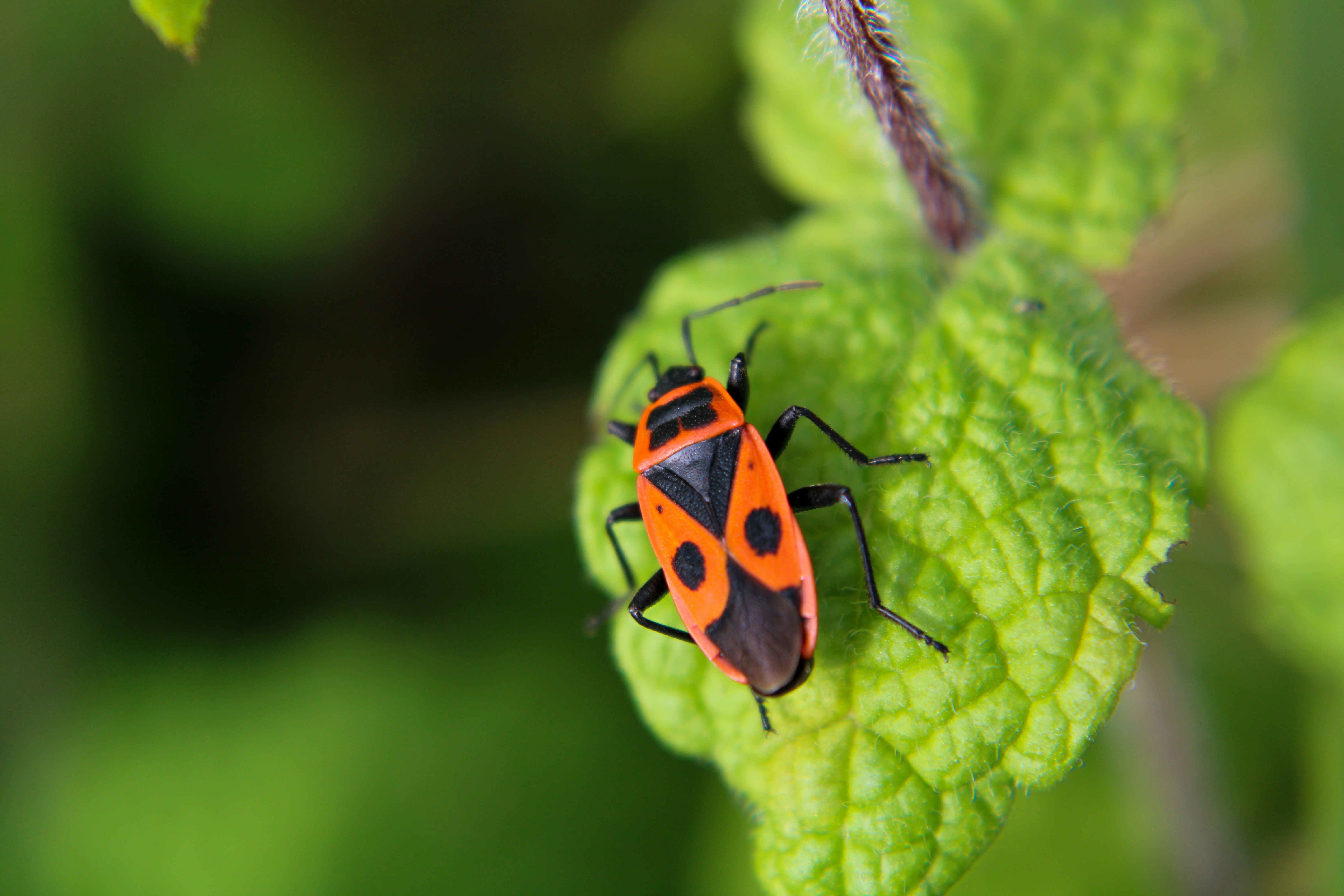 Un insecte rouge et noir assis sur une feuille verte photo – Photo ...