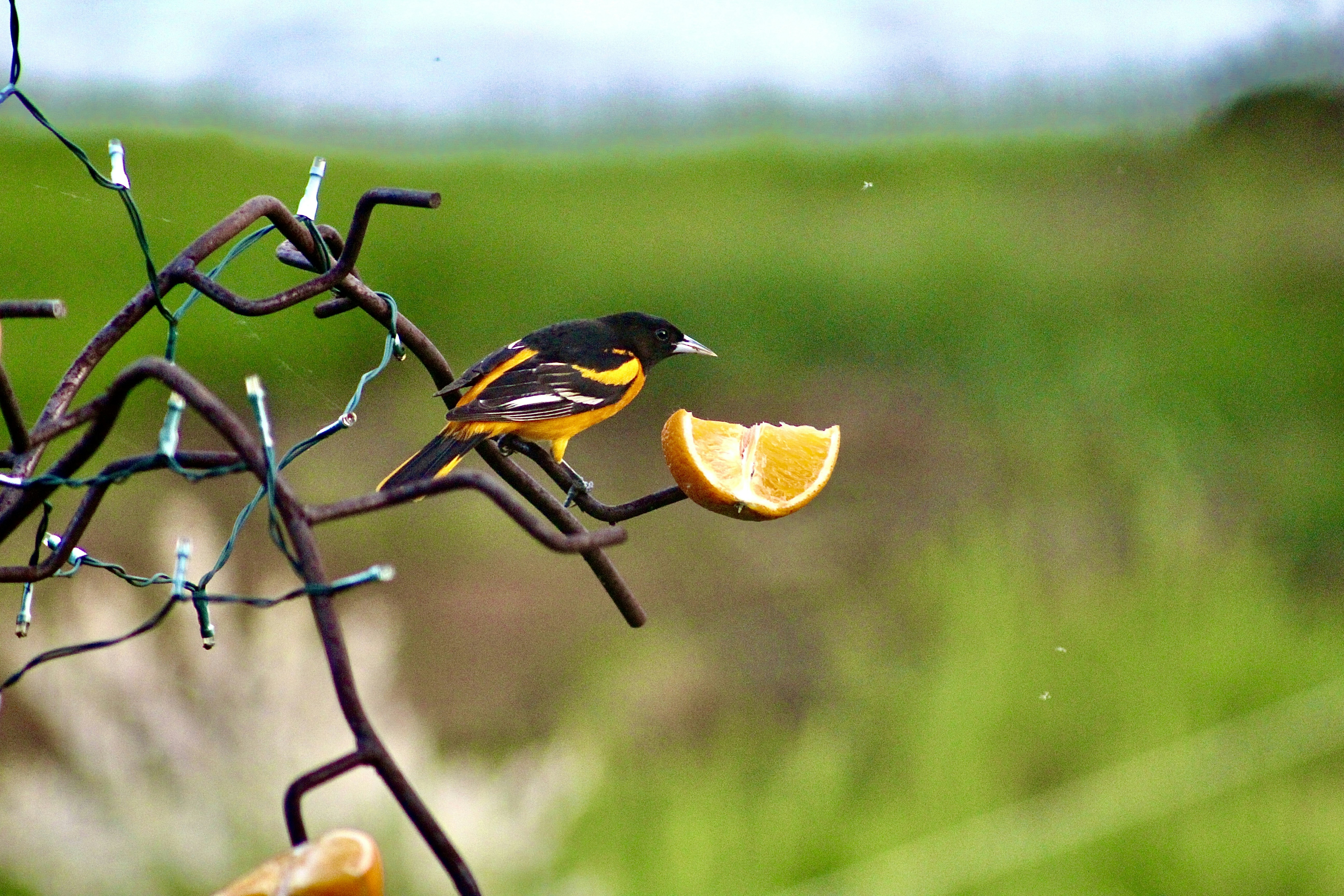 Sunlit Warbler at the Citrus Break: Perched on Barbed Wire
