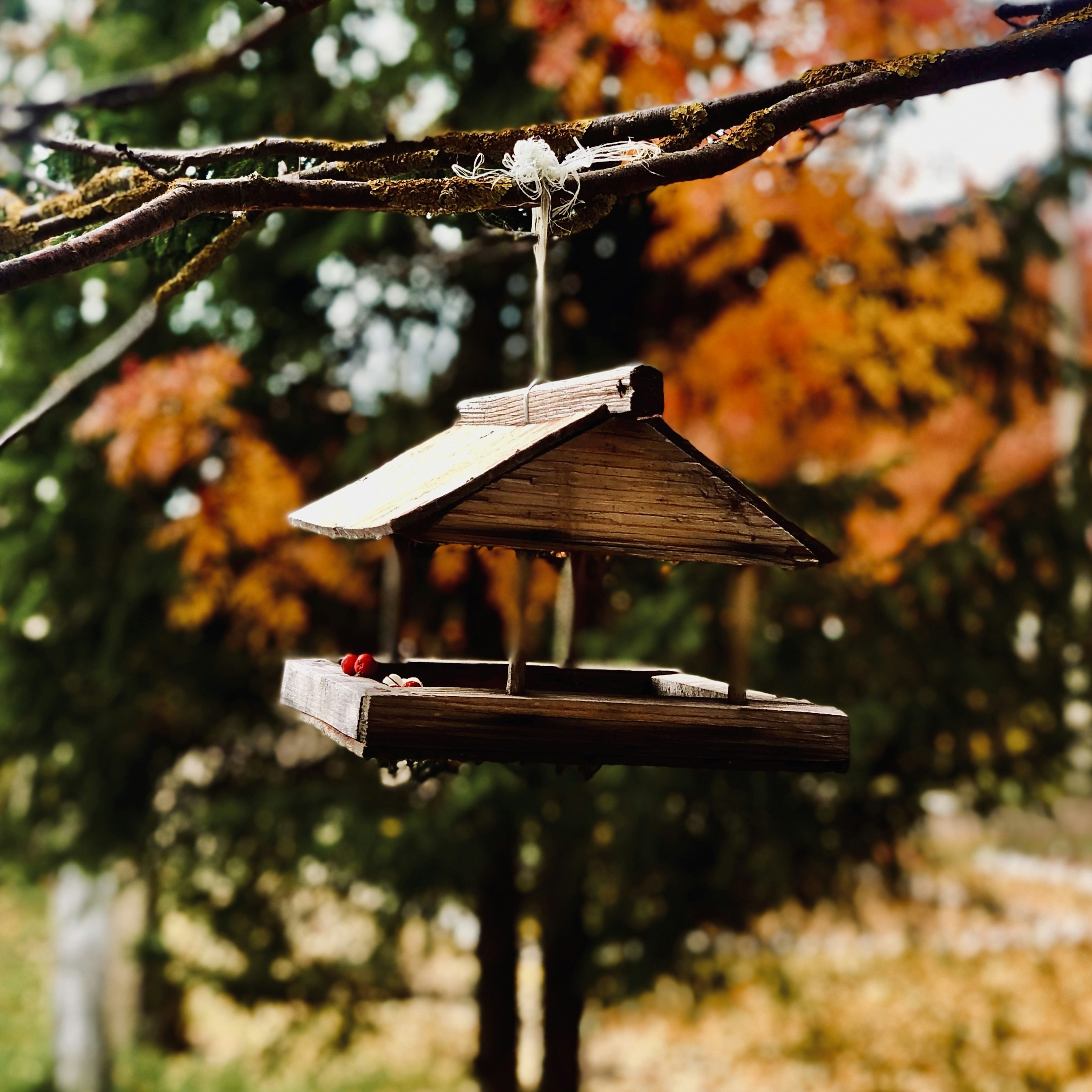 Whimsical Retreat: A Birdhouse Amidst Autumn Hues
