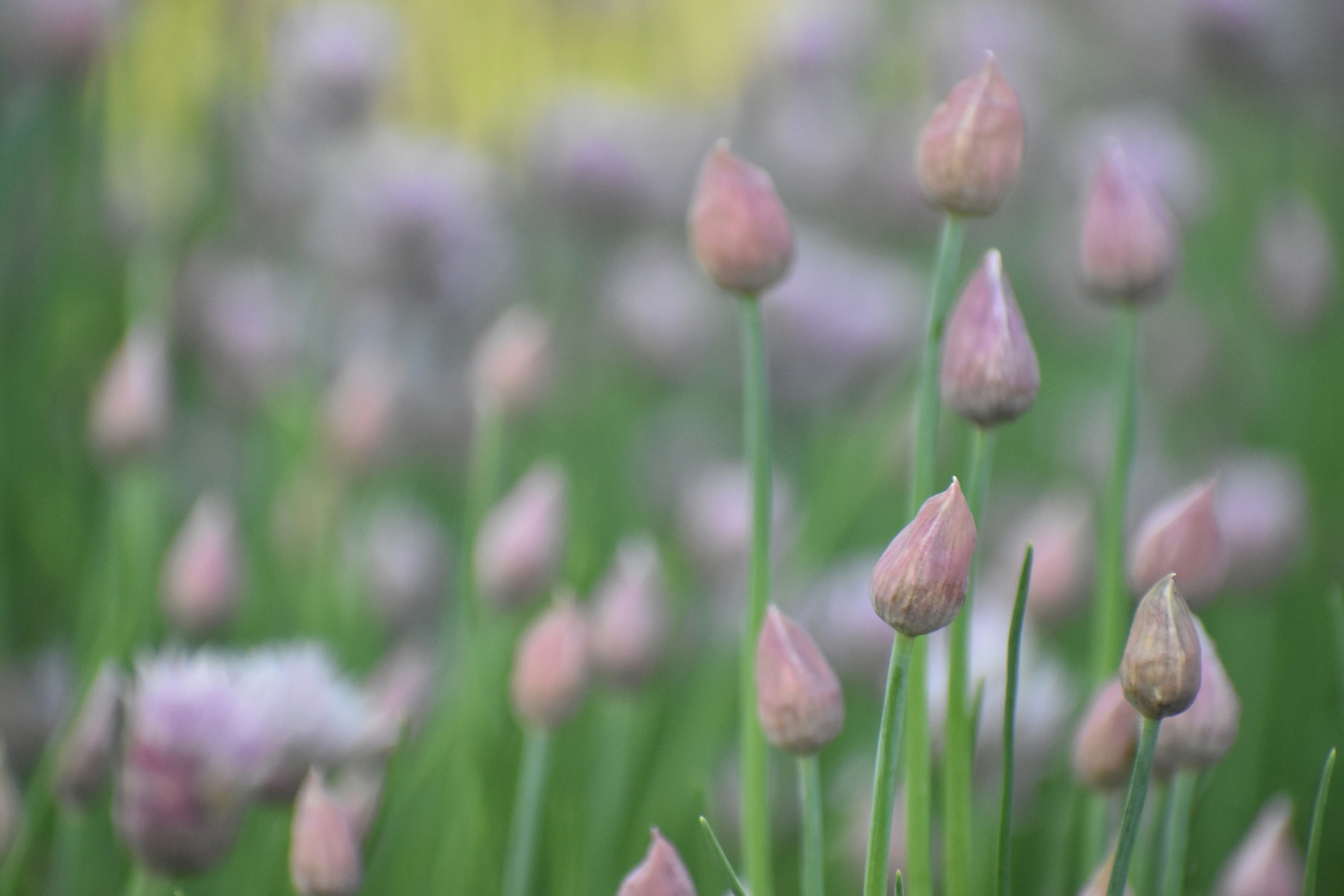 Protect Your Pooch: Beware of Toxic Spring Plants in Your Garden - Off ...