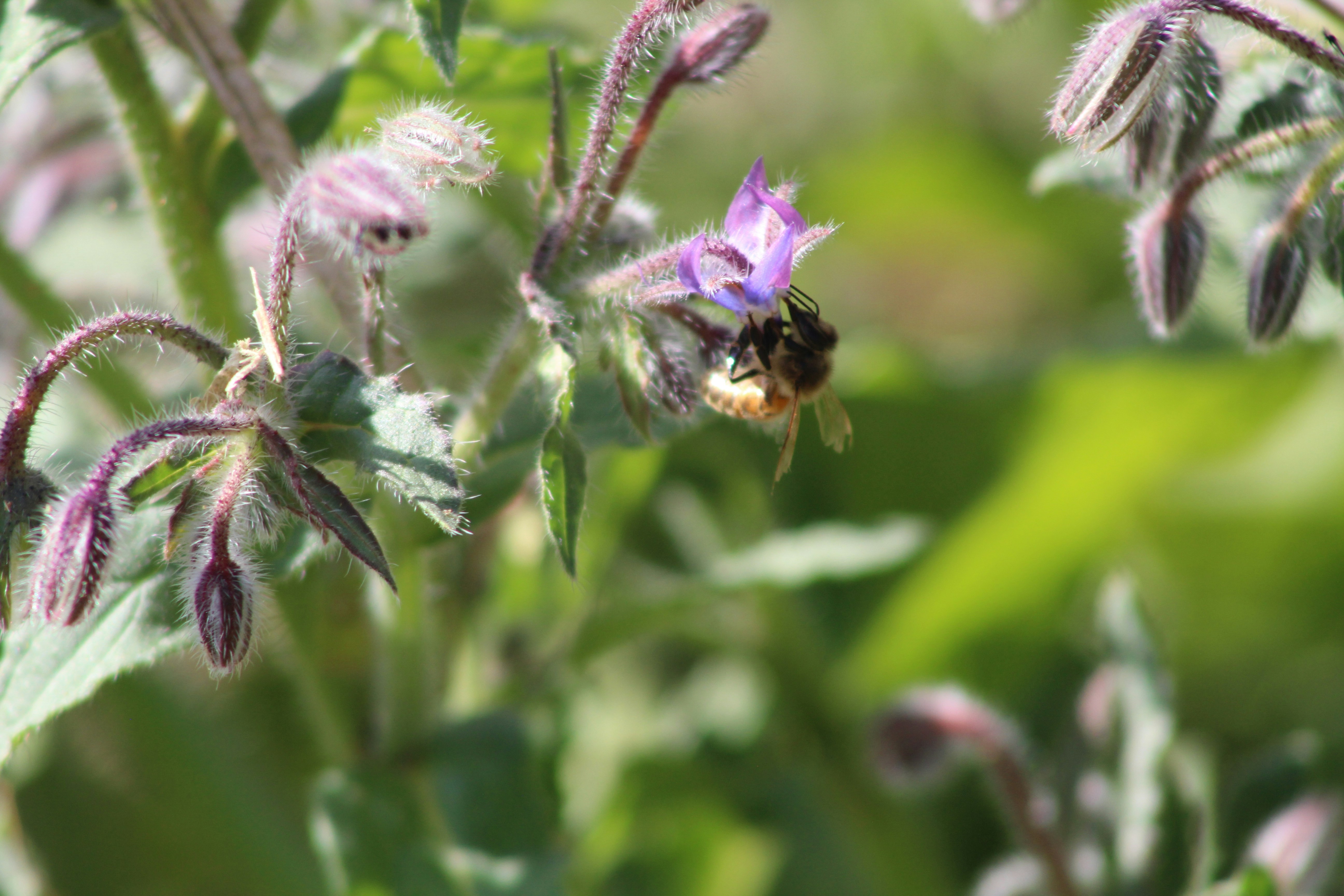 Bee at the Bloom: Hovering Over a Purple Bud