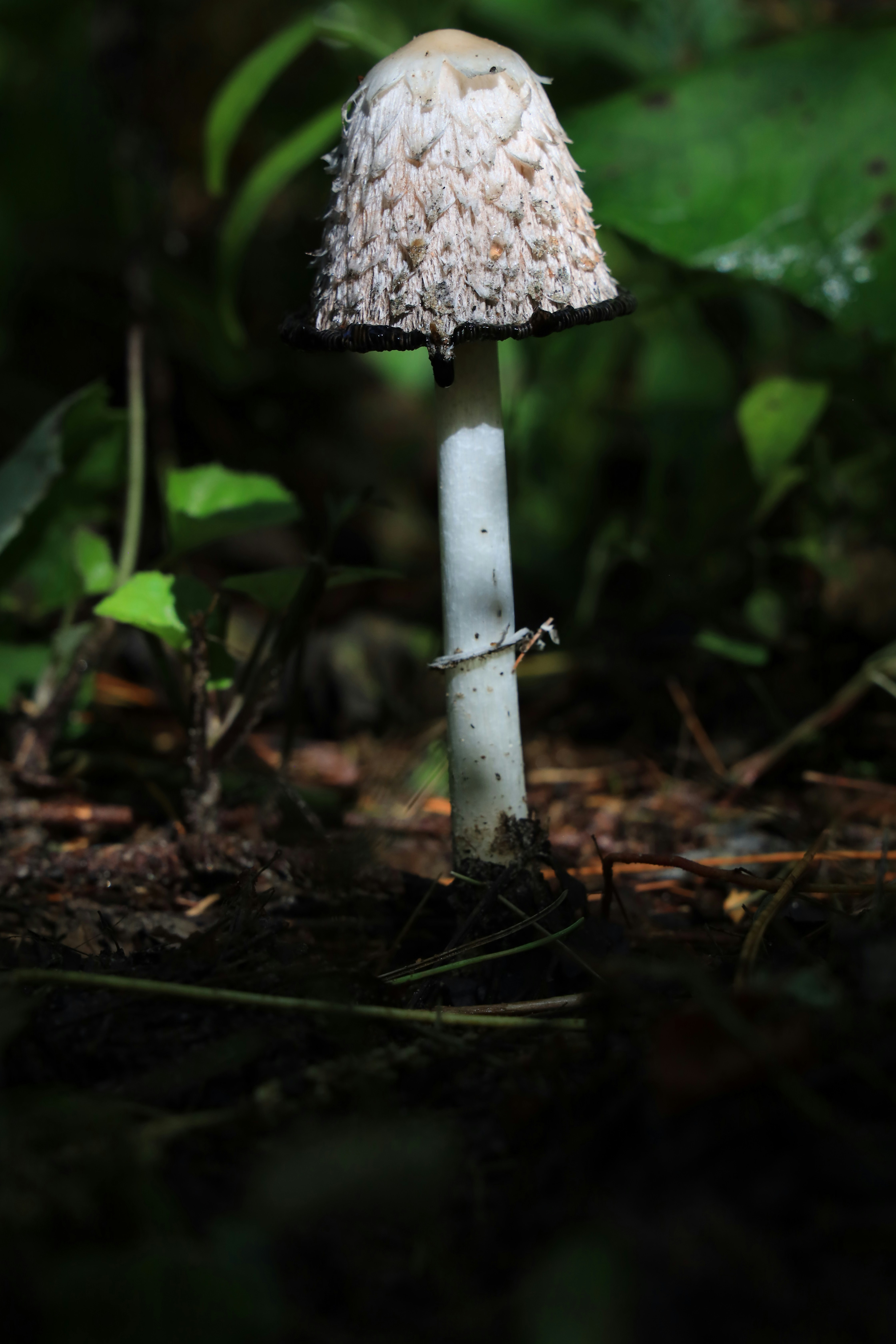 a white mushroom sitting on top of a forest floor