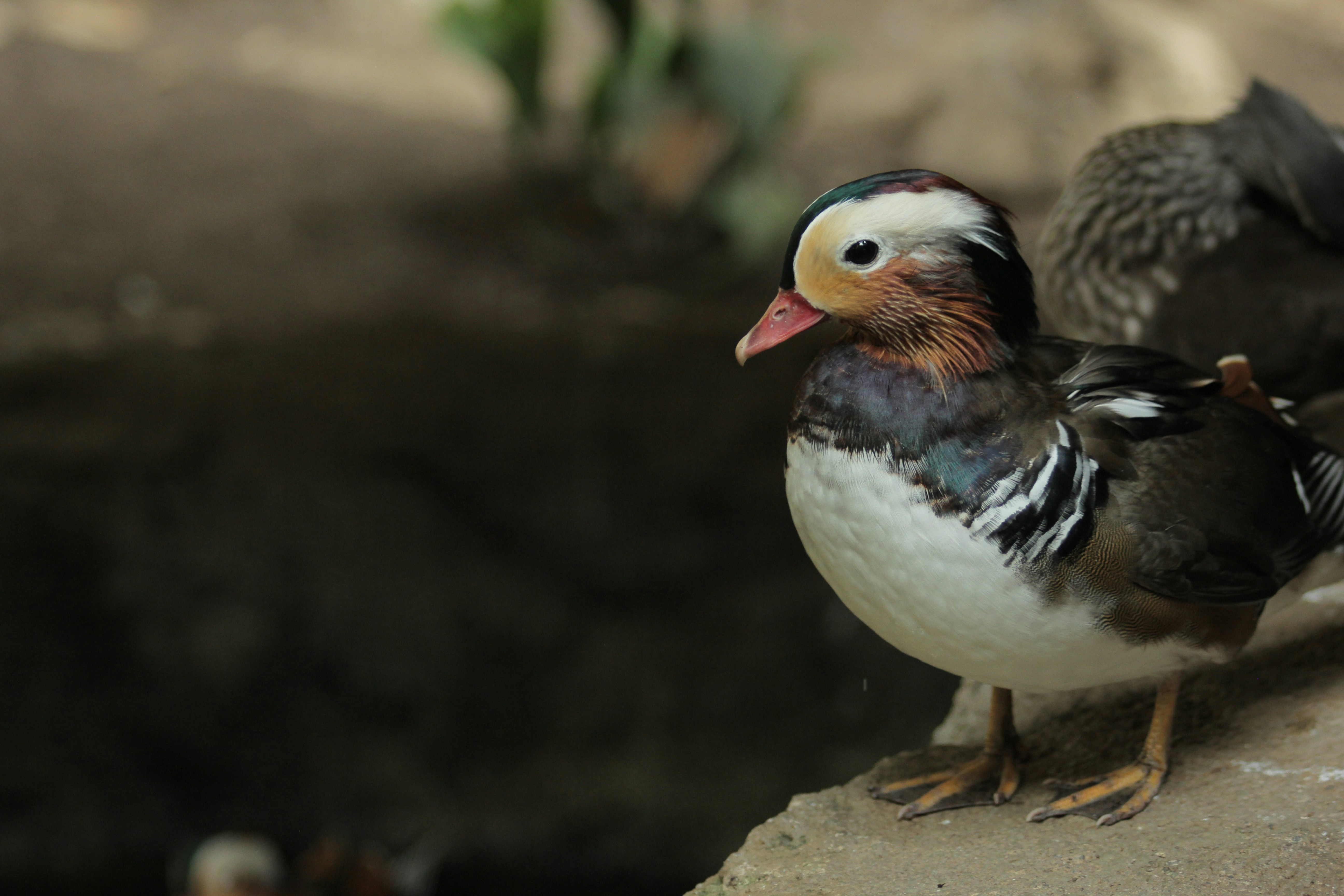 a couple of birds standing on top of a rock