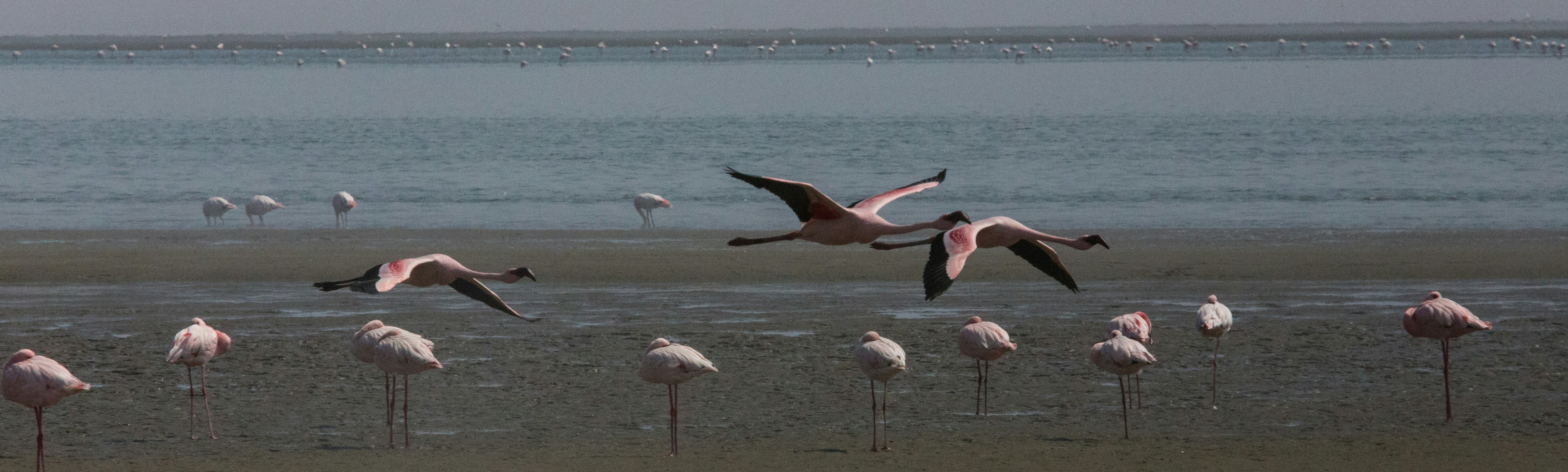 Winged Ballet over a Quiet Tidal Flat