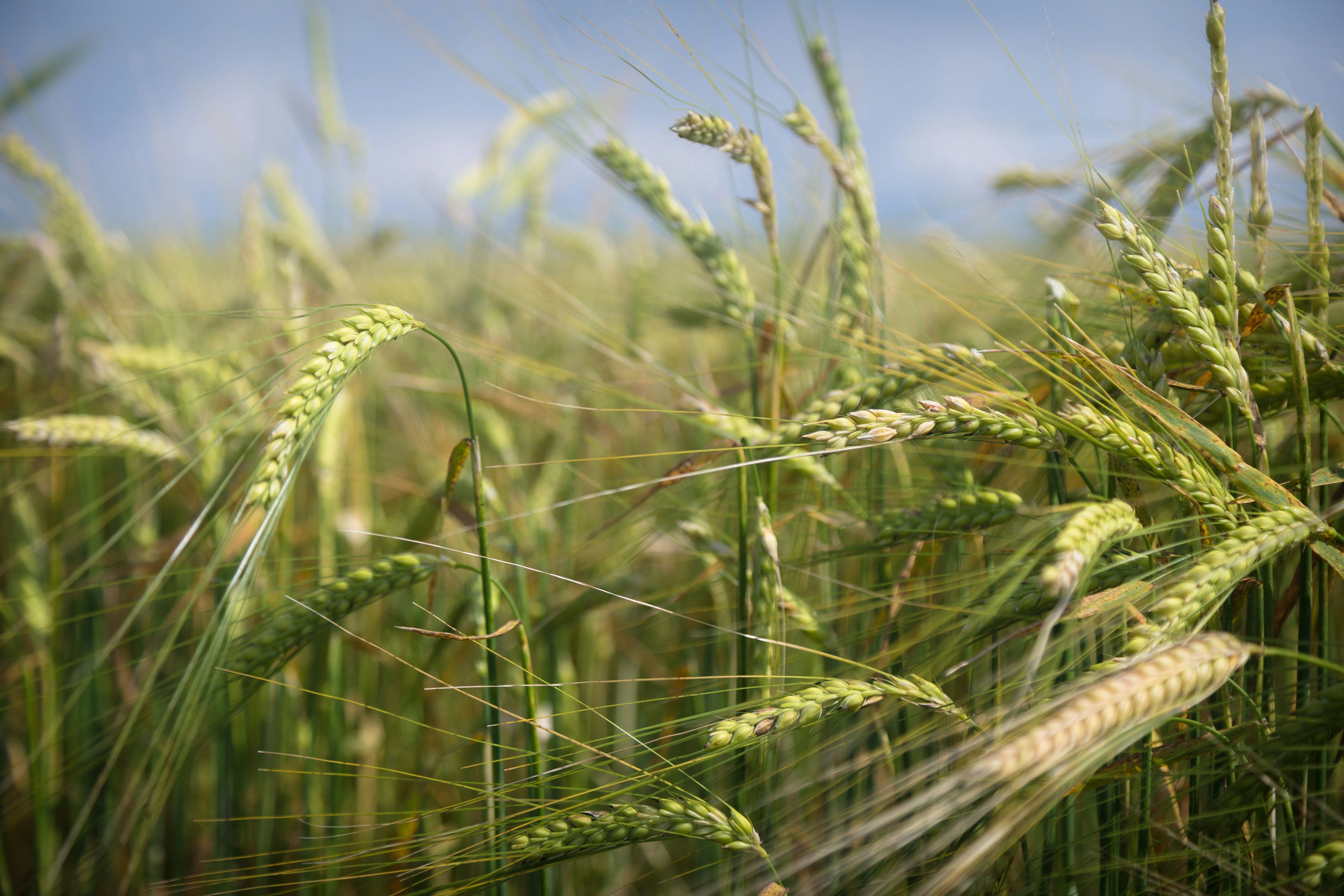 Close-up of golden wheat stalks swaying gently in the breeze under a clear sky.