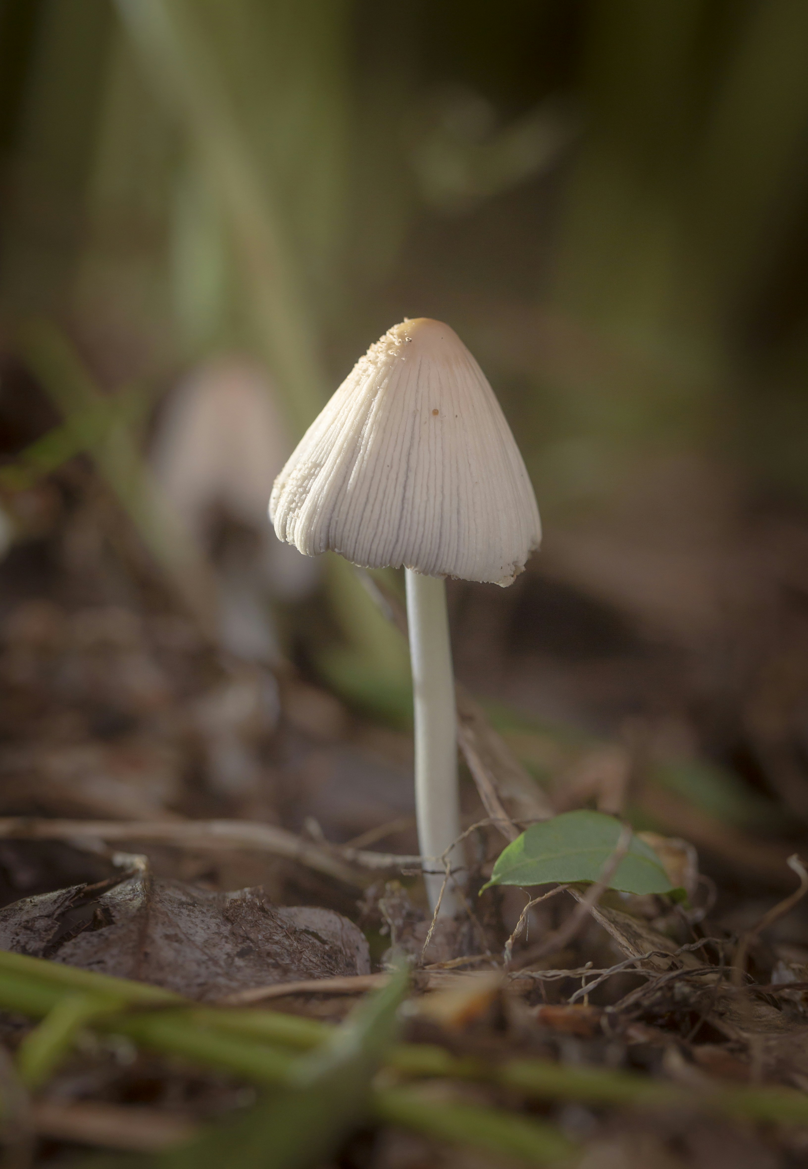 Un petit champignon blanc posé sur le sol photo – Photo Champignon ...