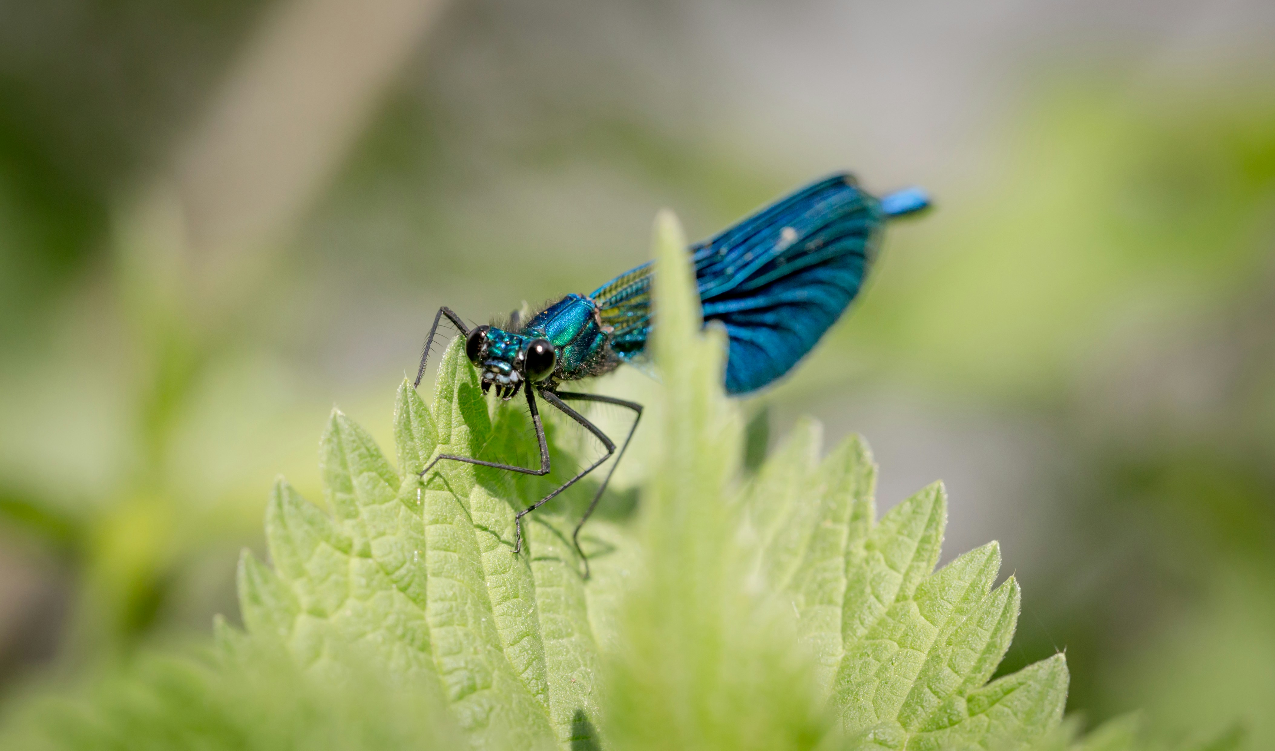 Azure Damselfly on a Serrated Leaf, Cobalt Wings in Soft Focus