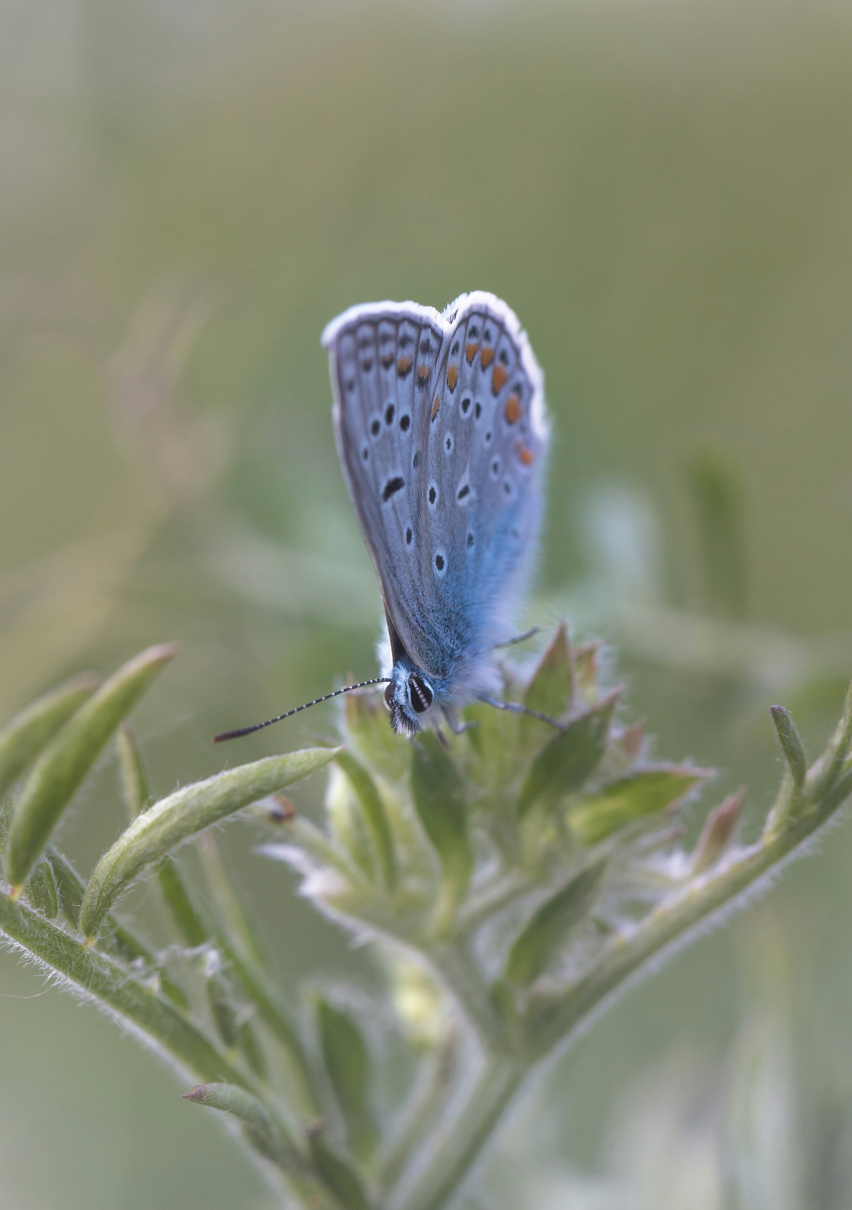 Azure Common Blue: a Delicate Macro Moment on Bristly Green