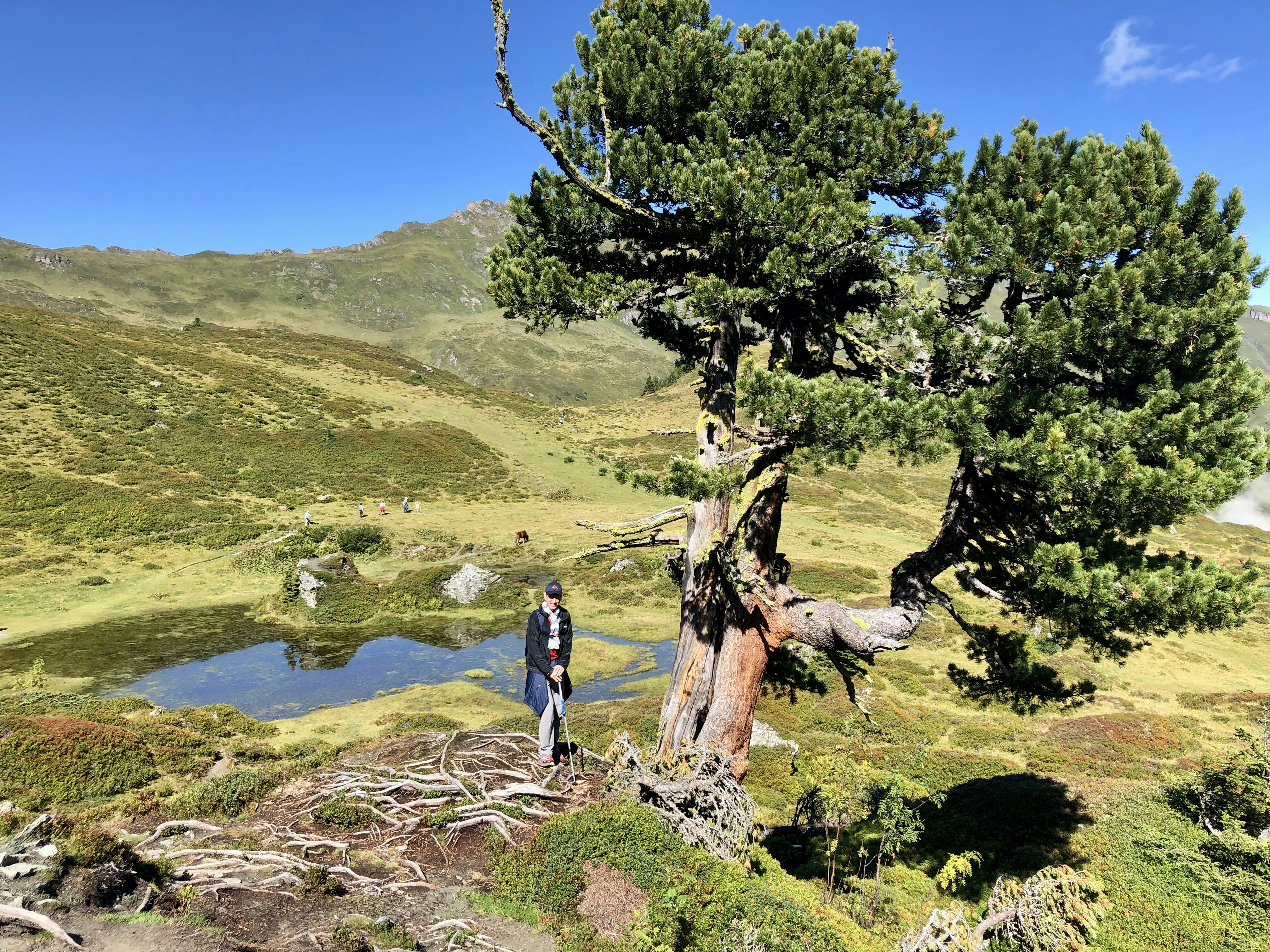 Ancient Pine and a Hiker at the Edge of a Sunlit Alpine Moor