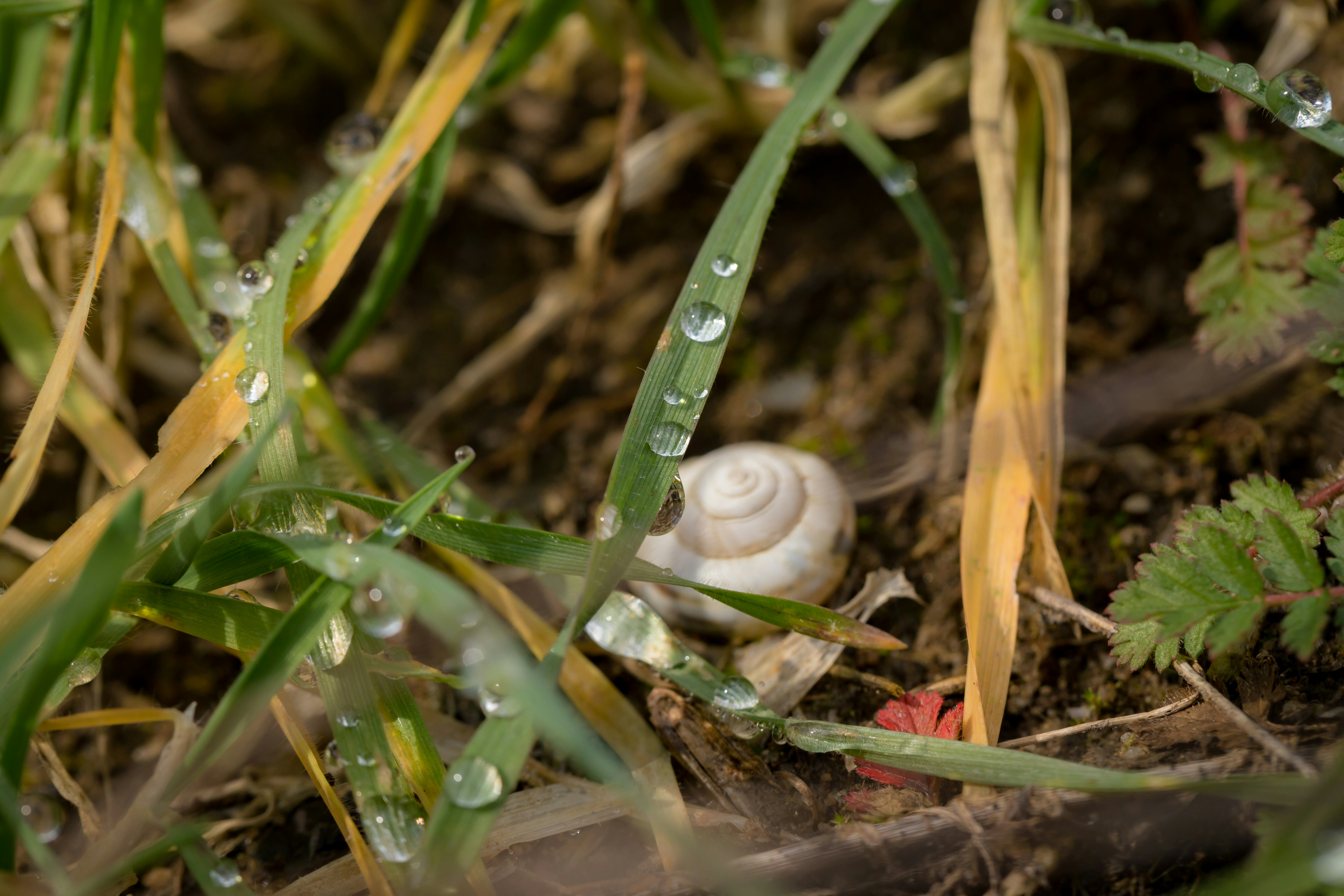 Hidden Shell Amid Dew-Dusted Grass