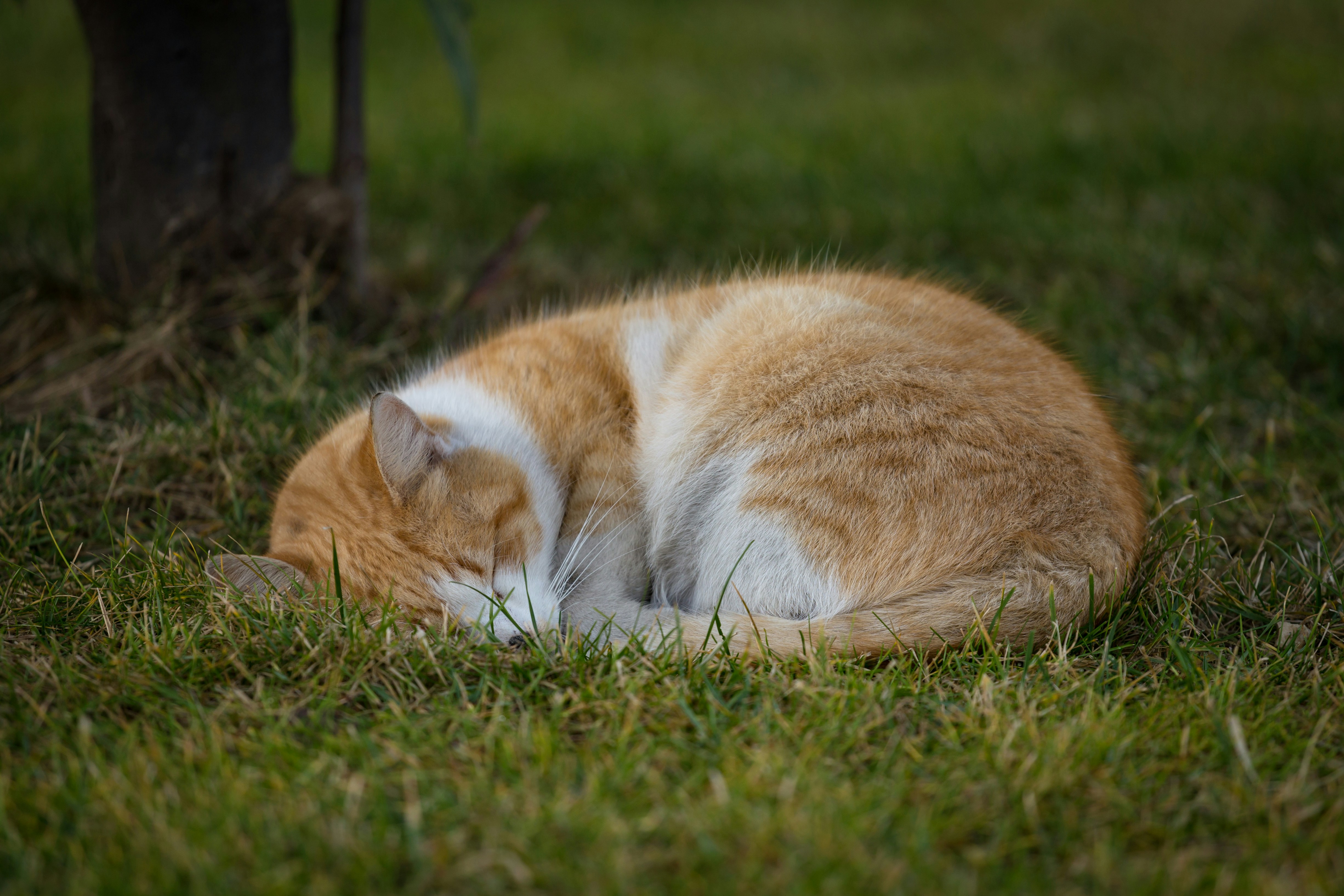 A ginger and white cat curled up asleep on lush green grass, resting peacefully under a tree.