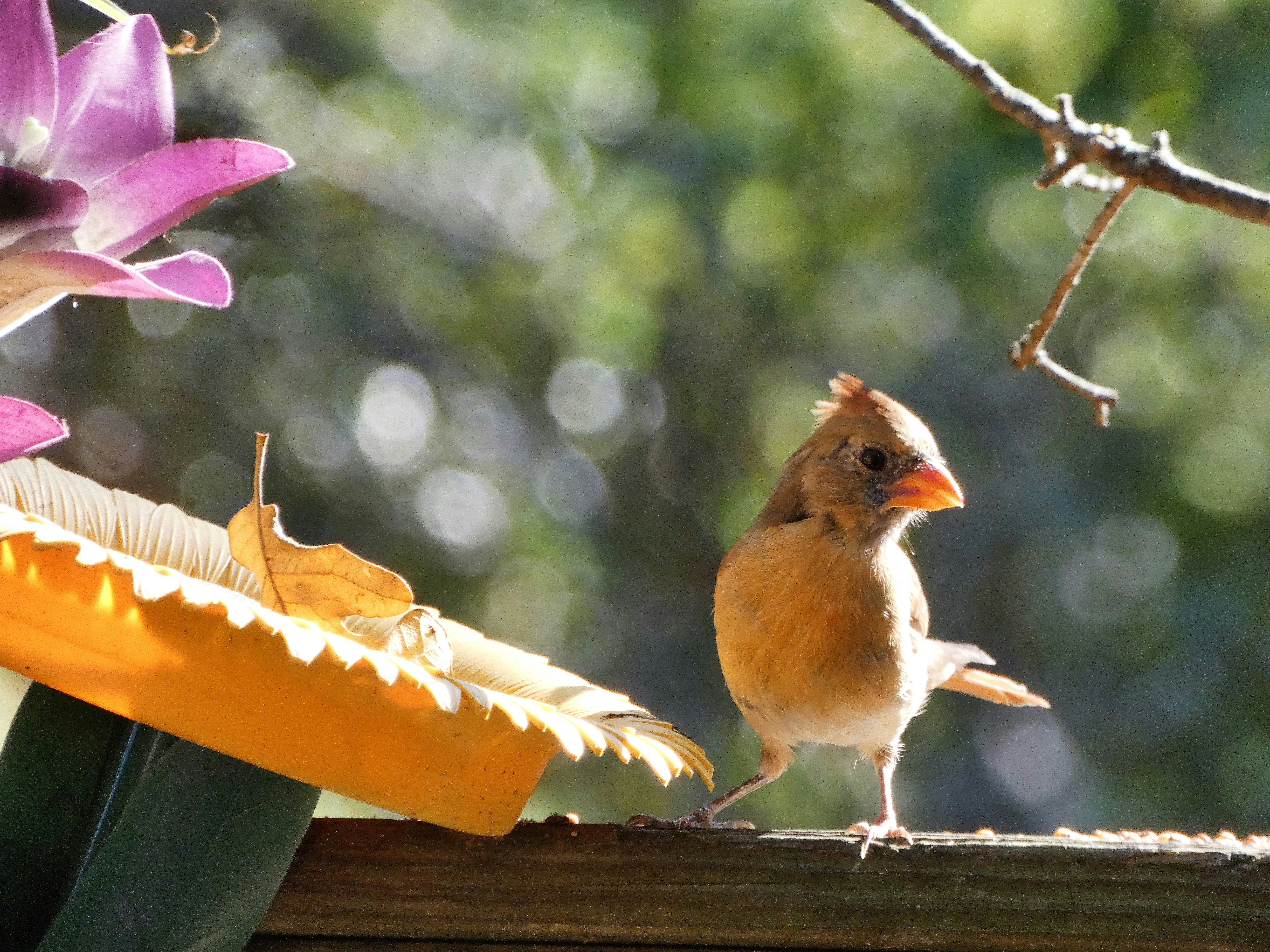 A small orange-brown finch perches on a weathered wooden edge, bathed in warm sunlight. A purple orchid blooms in the upper left and a yellow-orange leaf rests nearby, with a softly blurred background.