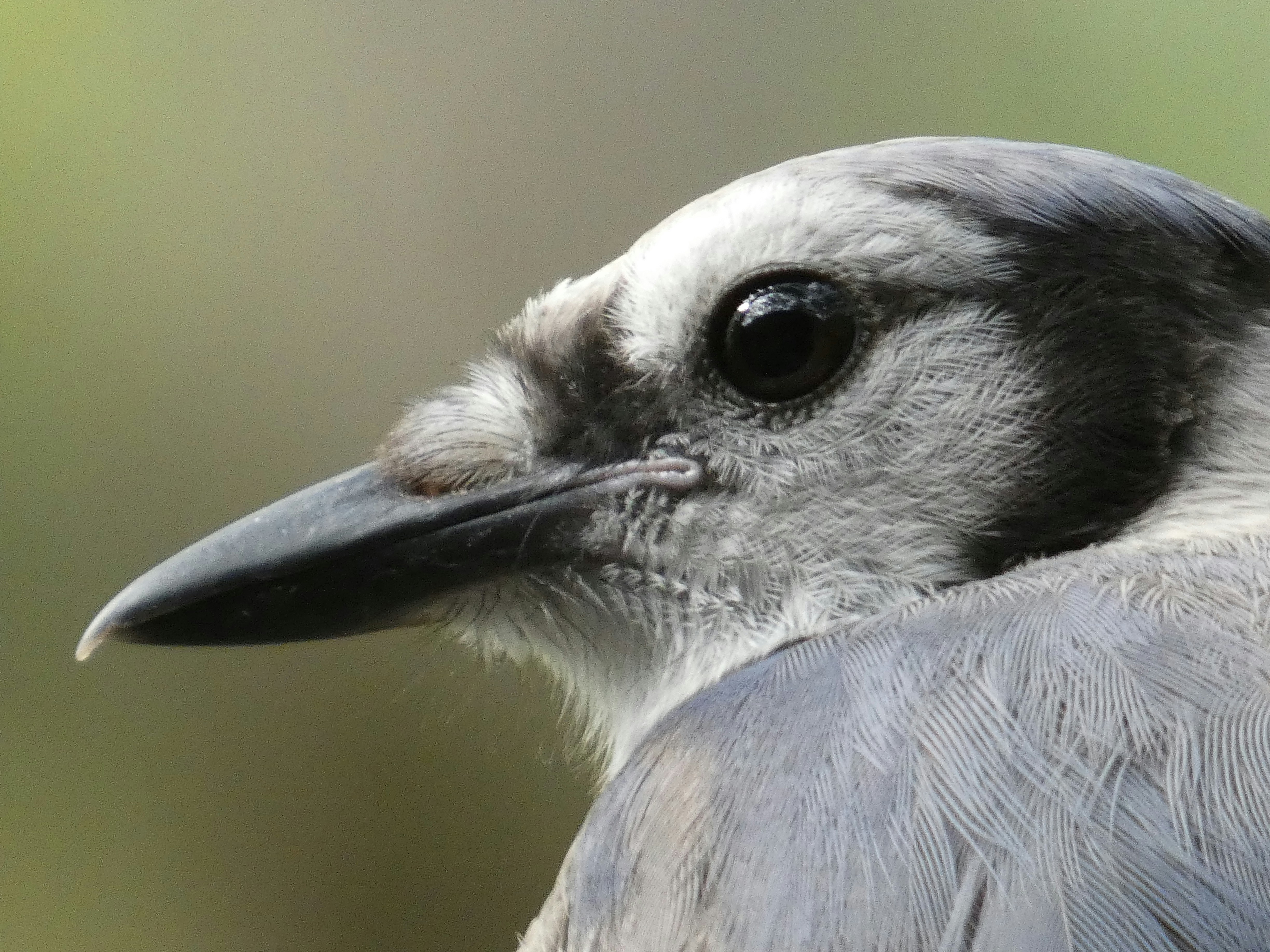 Close-up of a blue jay, showcasing intricate feather details and sharp gaze. The soft background emphasizes the bird's striking features.