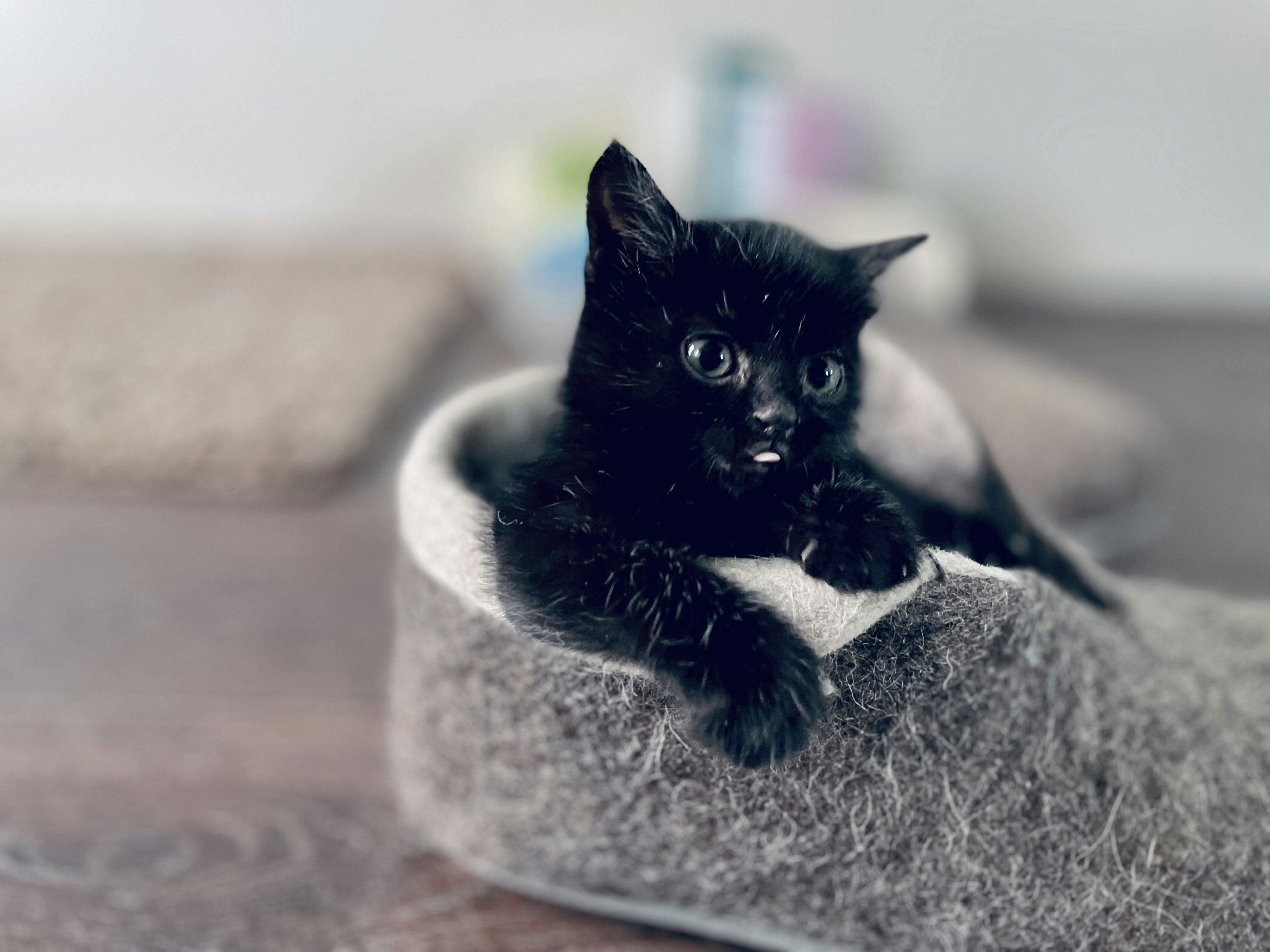 Midnight Purr: A Tiny King Watches from the Pet Bed