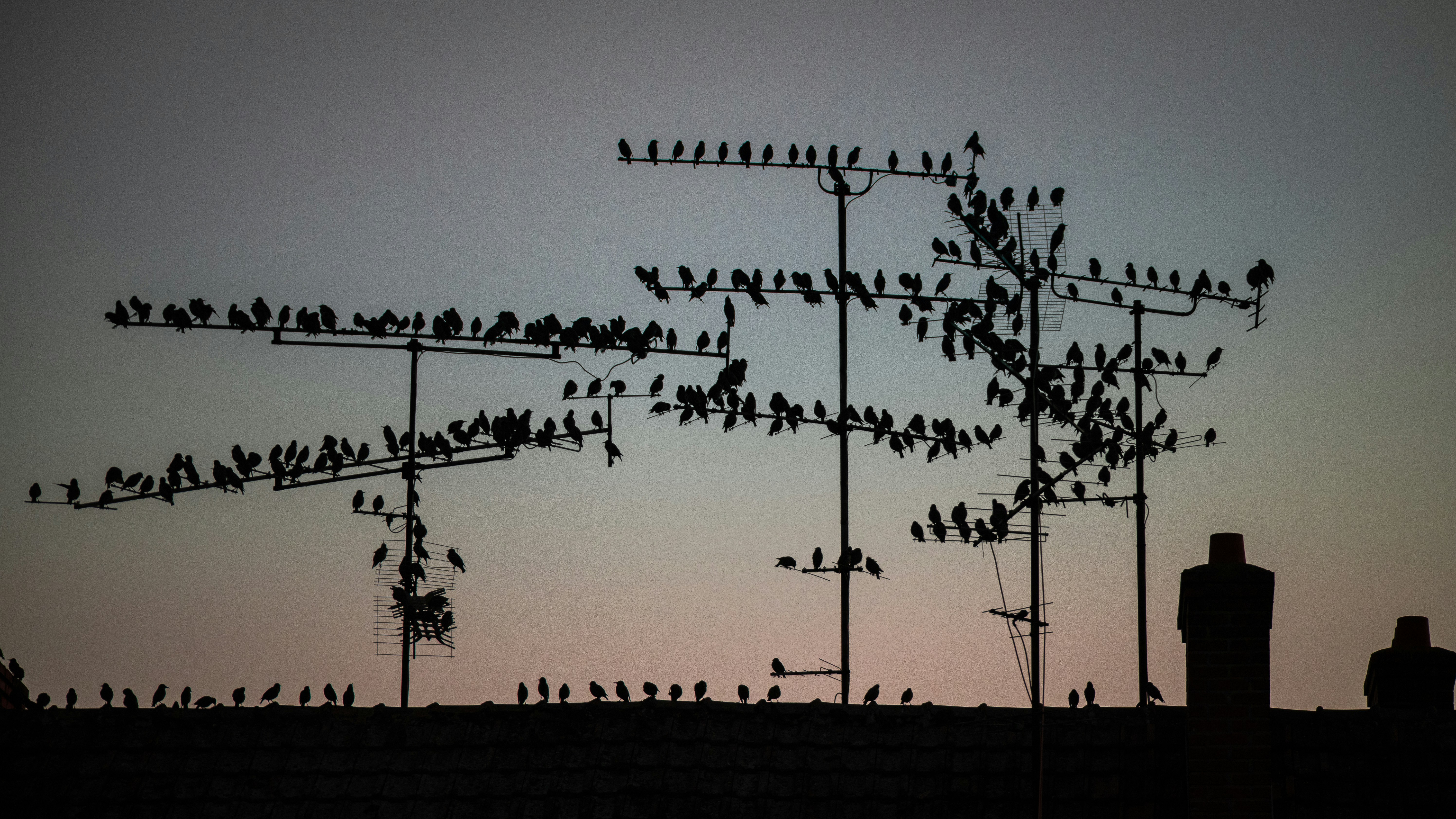 Silhouetted birds perched on television antennas against a gradient dusk sky, creating a serene urban scene.