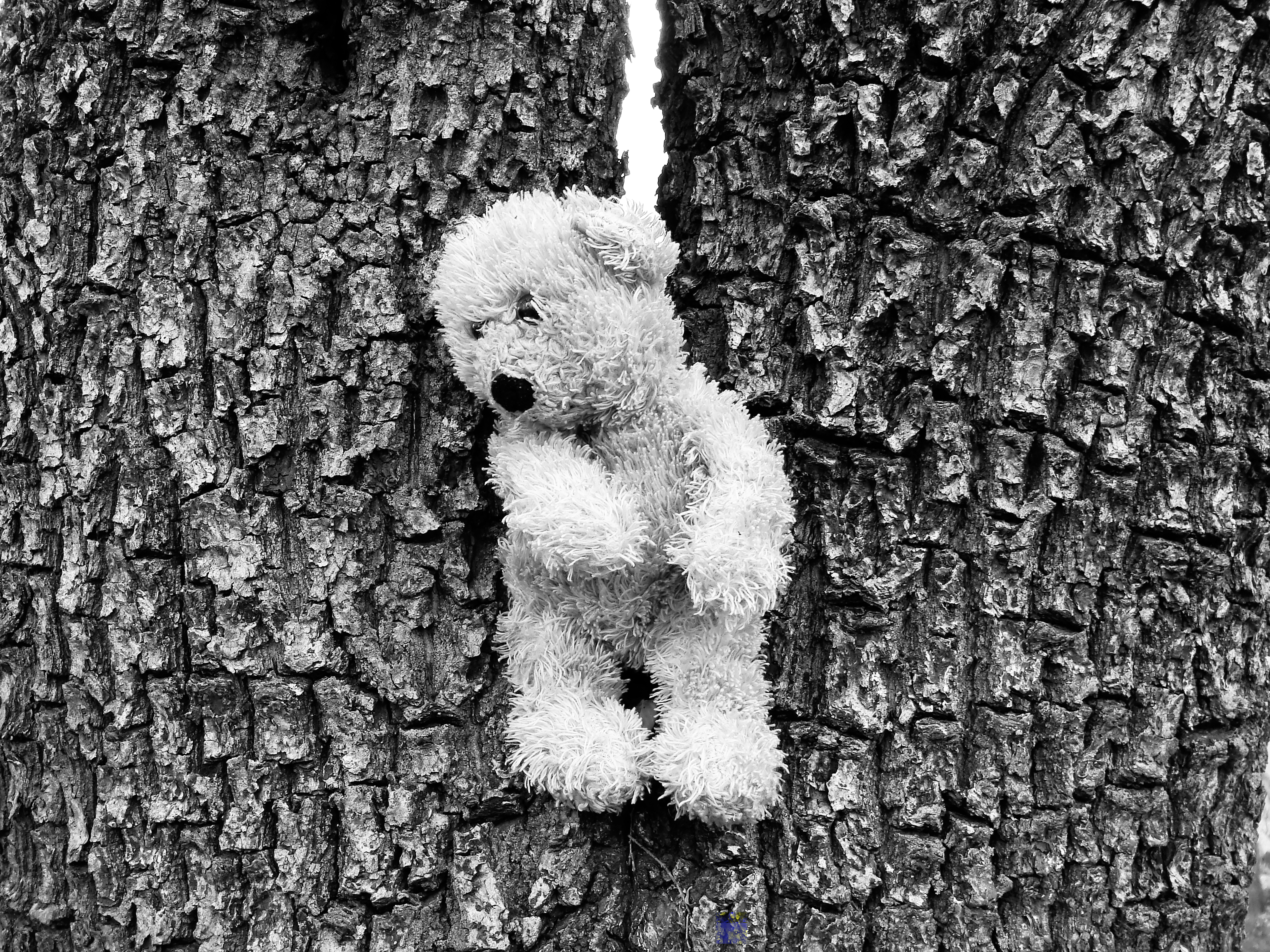 Mid-Bark Embrace: A Plush Teddy Clings to the Tree