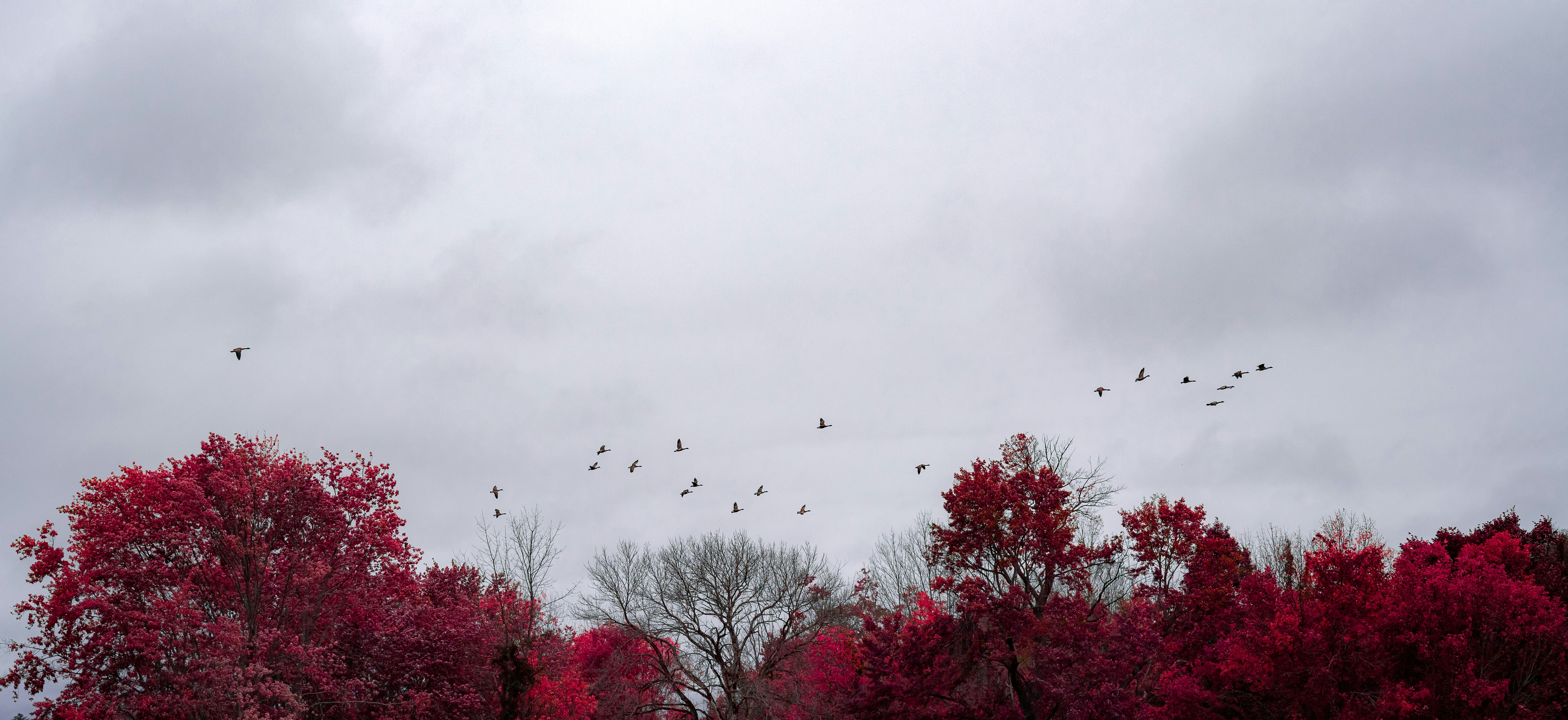 Une volée d’oiseaux survolant une forêt photo – Image gratuite de ...