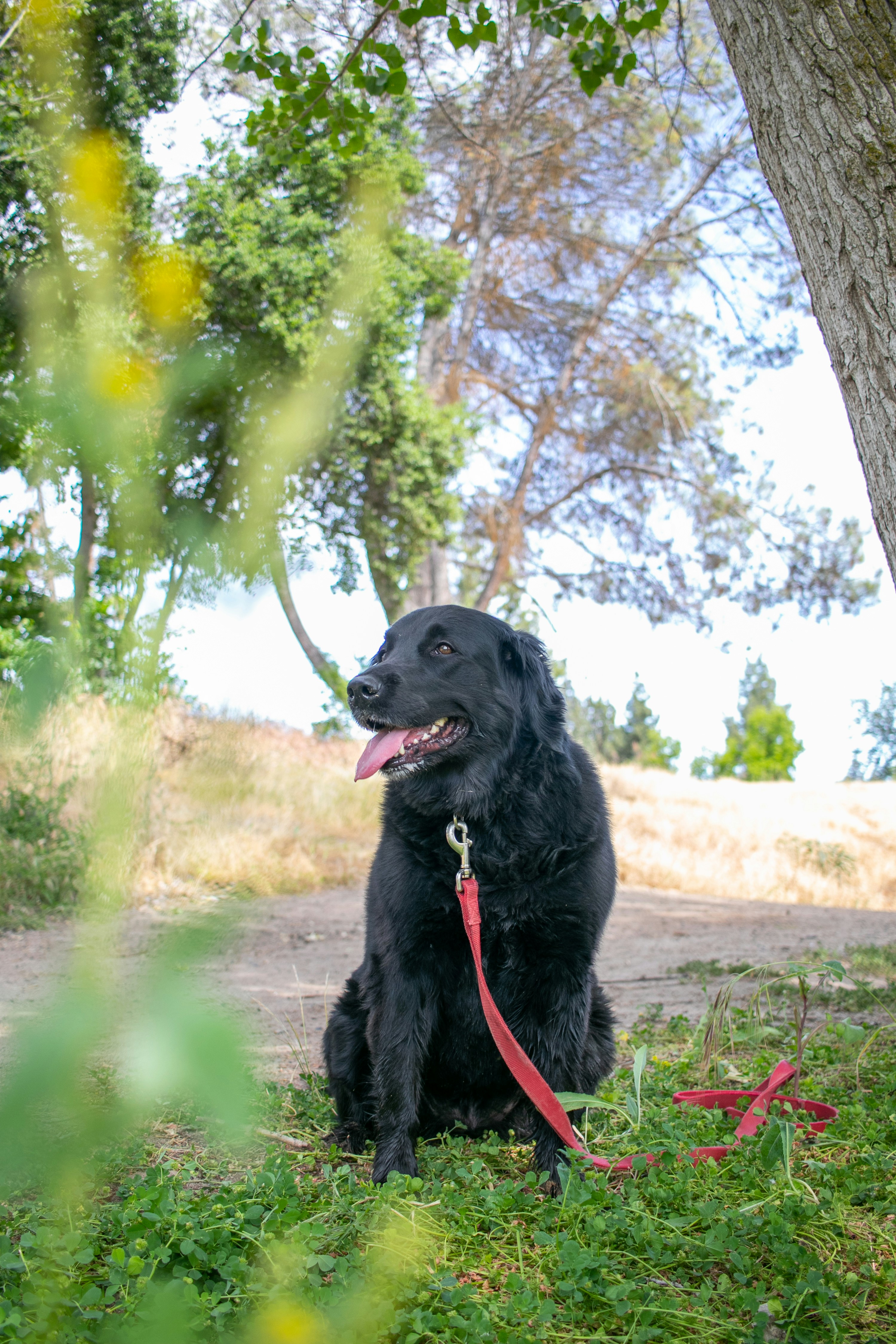 Black dog sitting calmly on a path surrounded by lush greenery and trees, enjoying a sunny day outdoors.