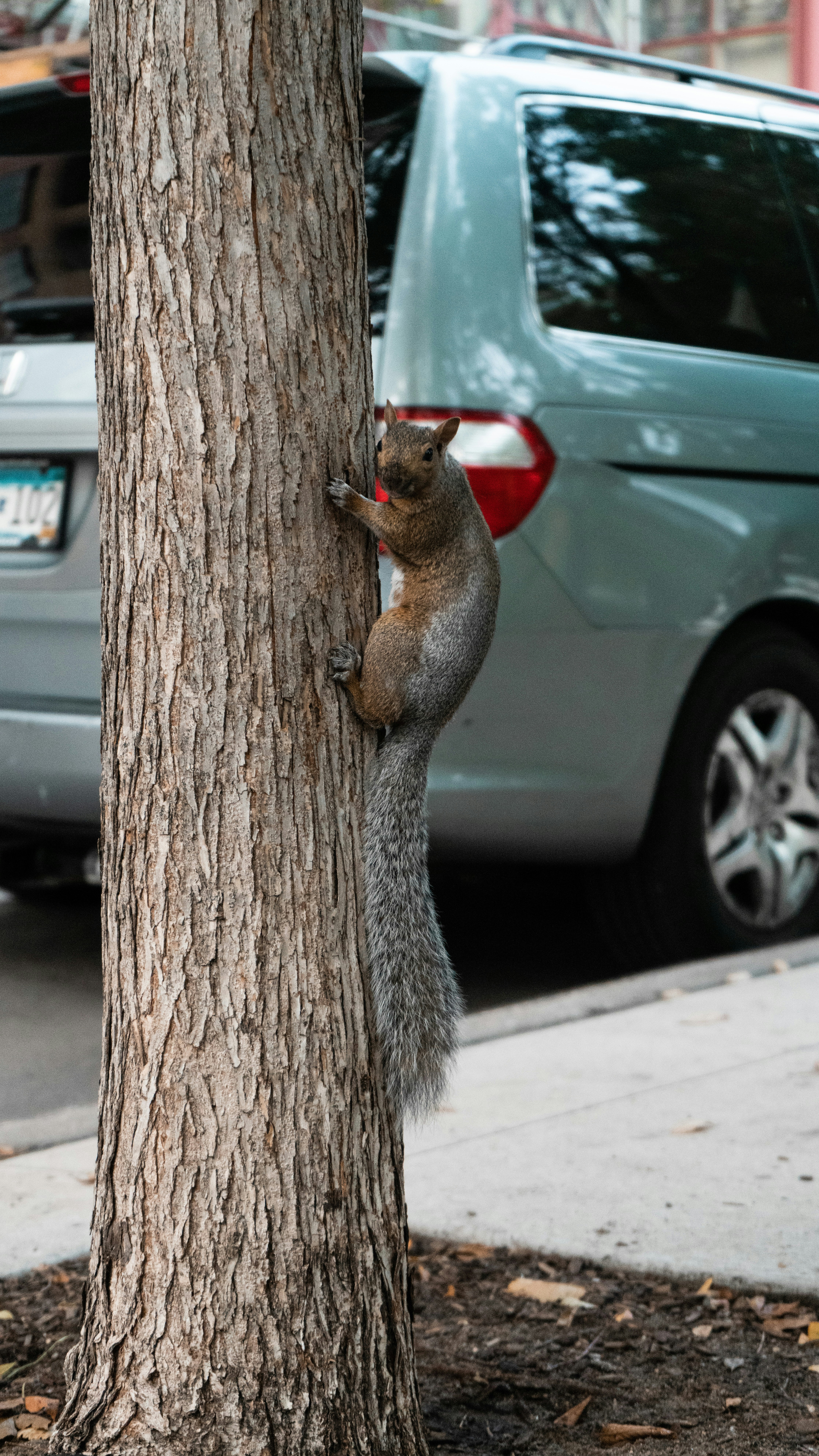 Urban Climber: Squirrel Clings to a Tree Beside a Parked Van