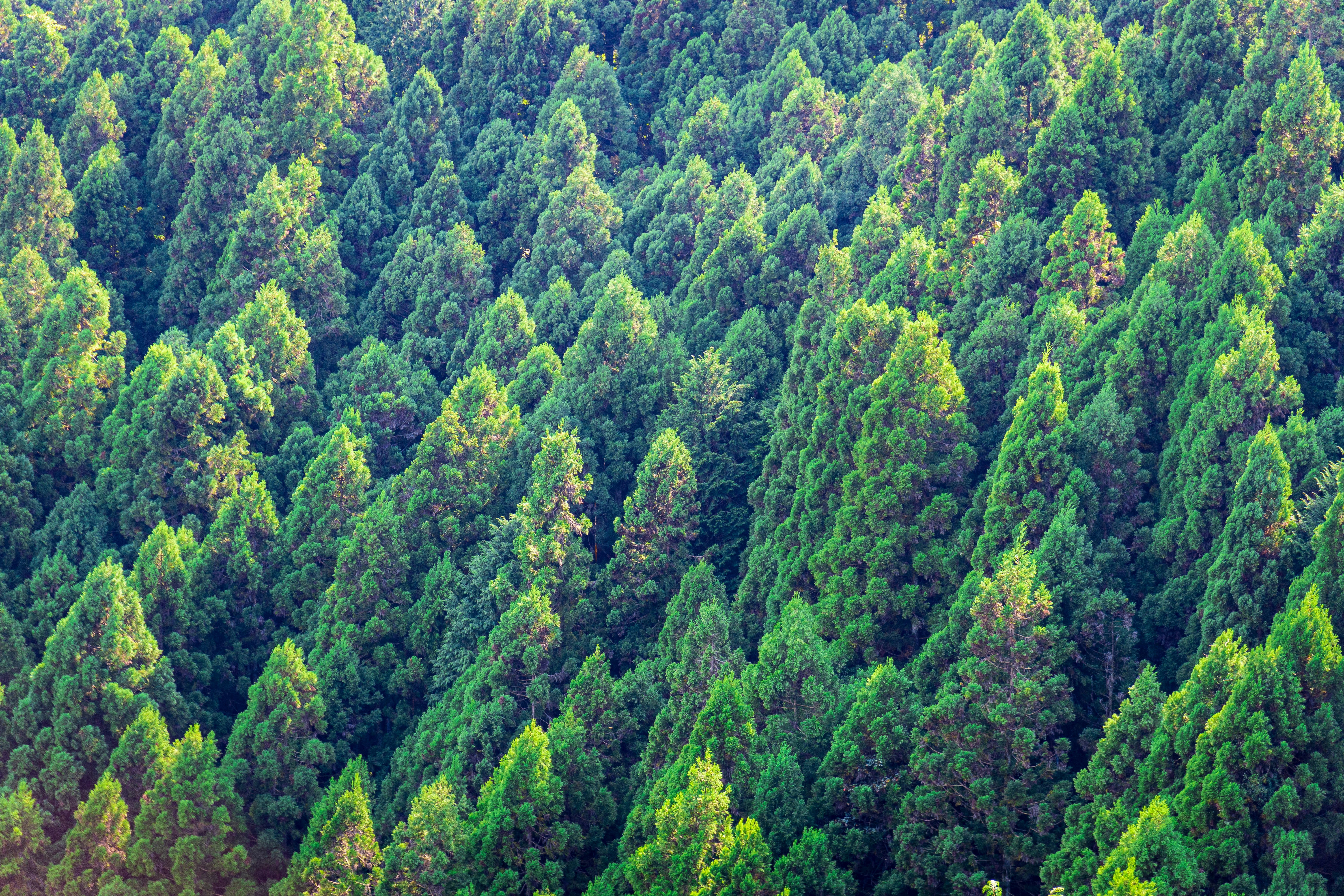 Densely packed Japanese cedar trees form a lush green landscape with conical tops.