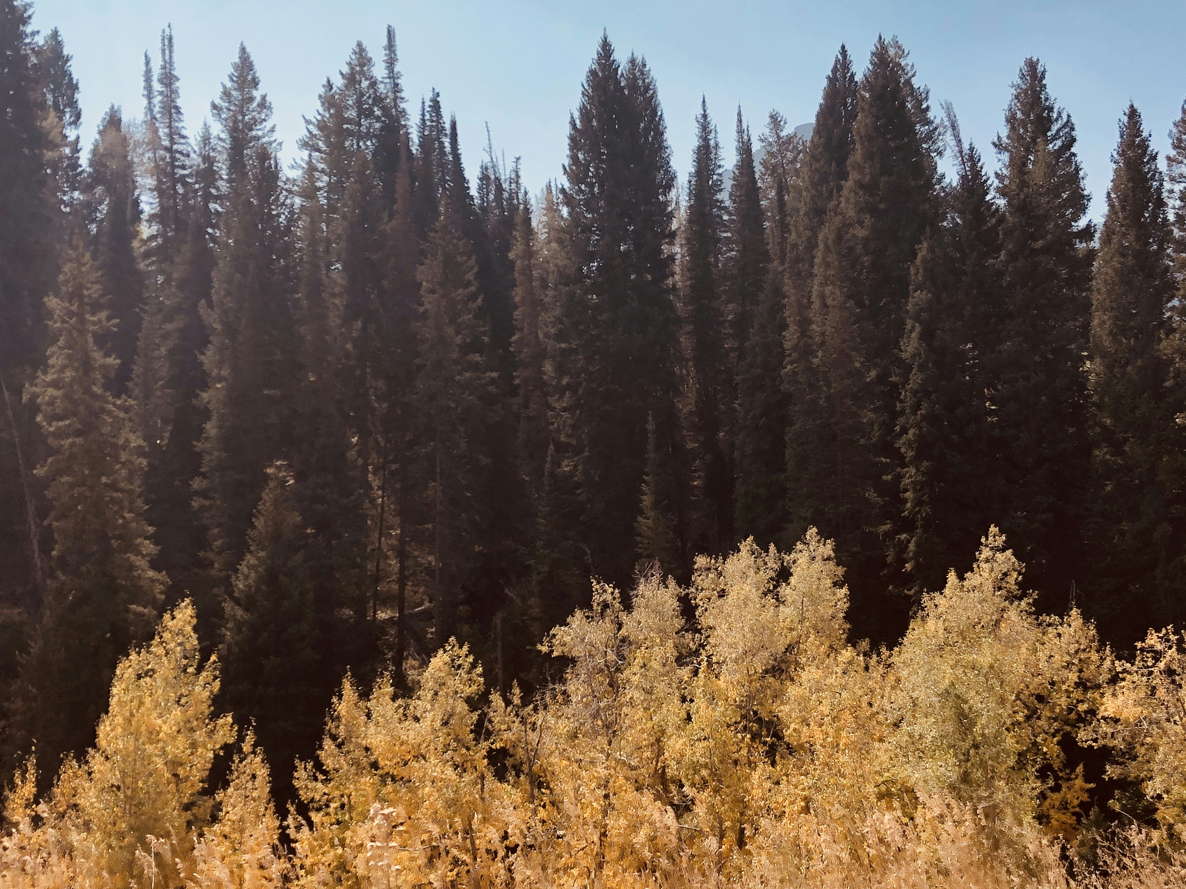 Autumn foliage in golden hues contrasts with tall, shadowy pine trees under a clear sky.