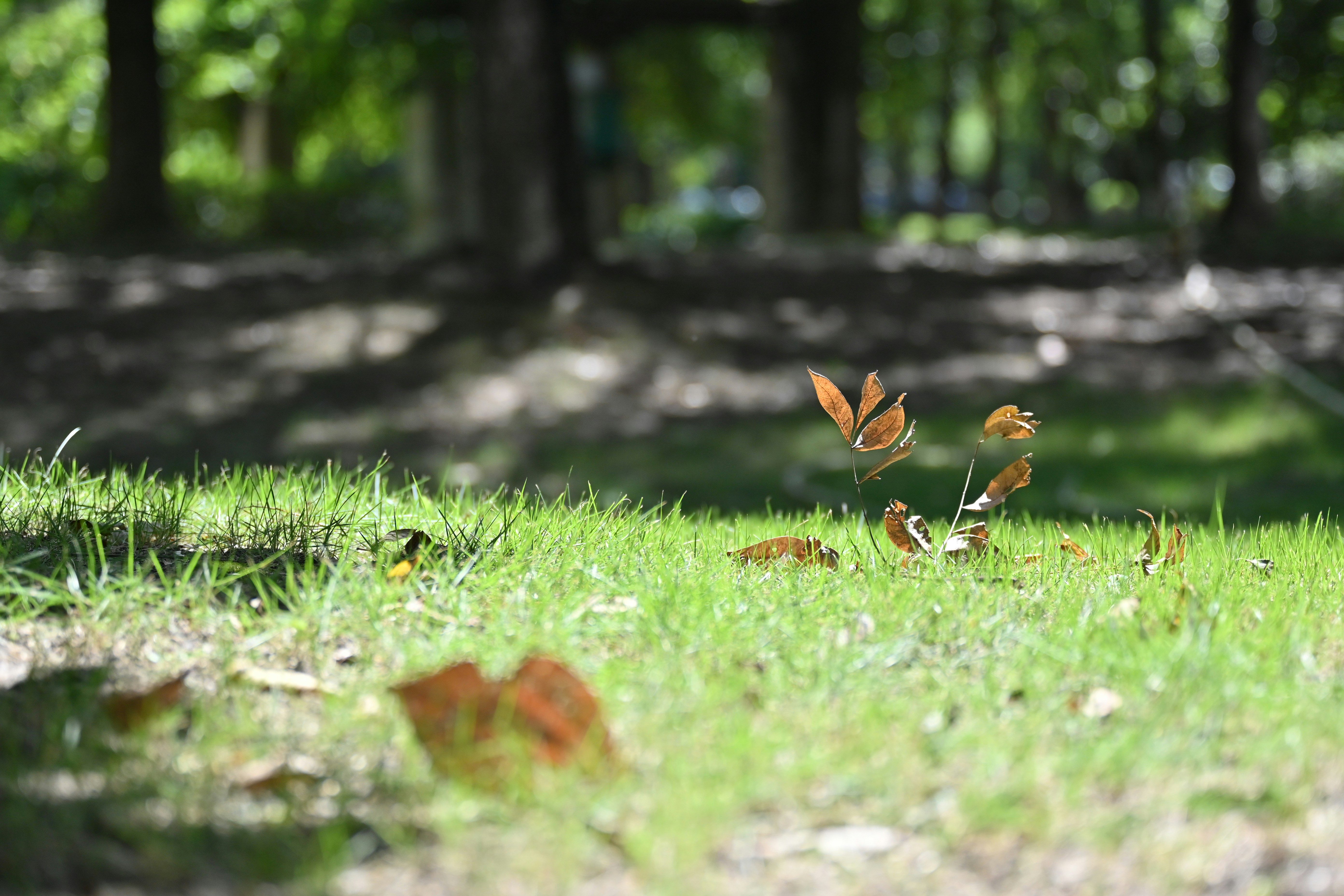 A cluster of dried leaves gently resting on vibrant green grass, illuminated by soft sunlight filtering through trees in the background.