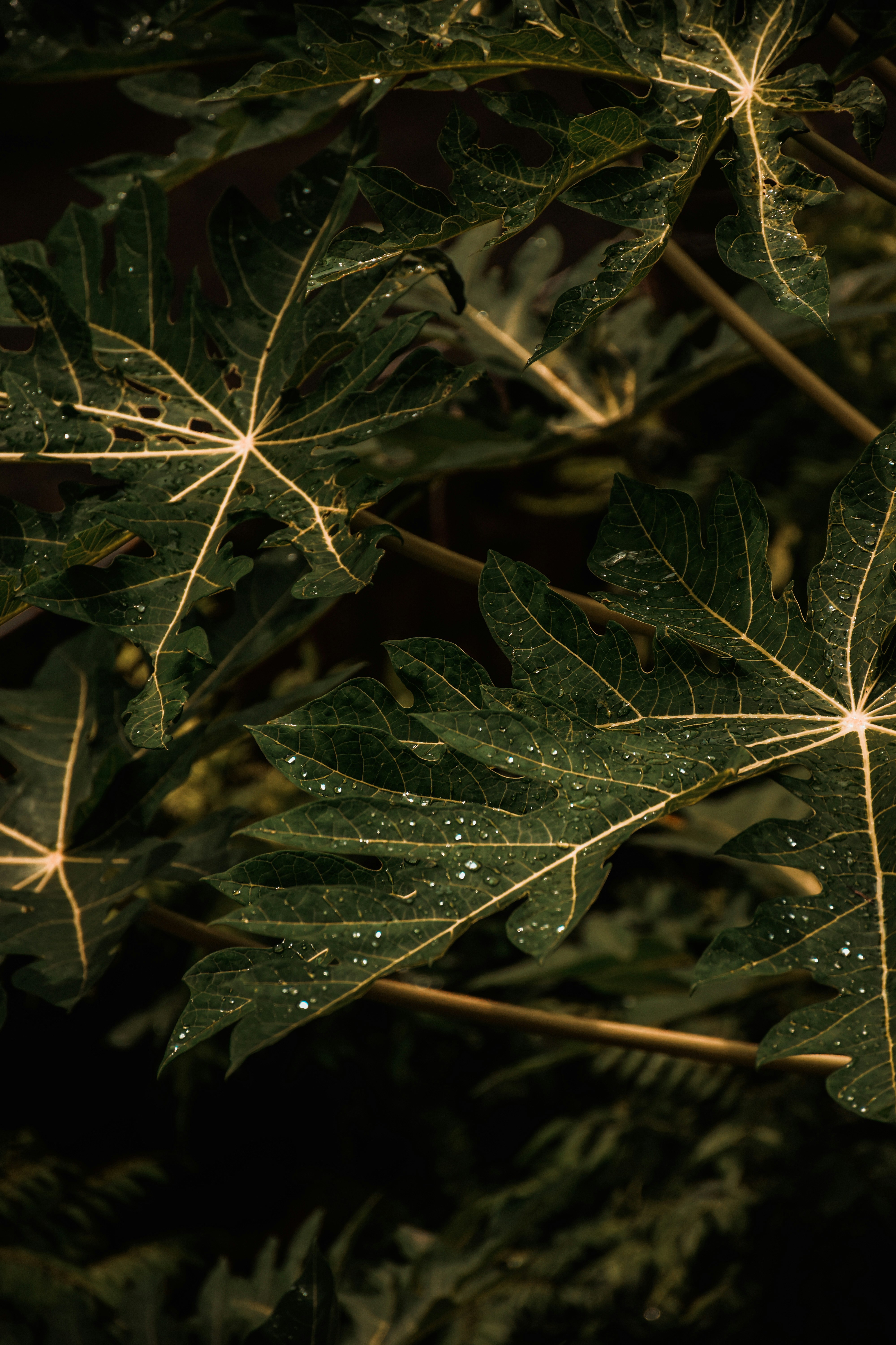 a close up of a leaf with water droplets on it