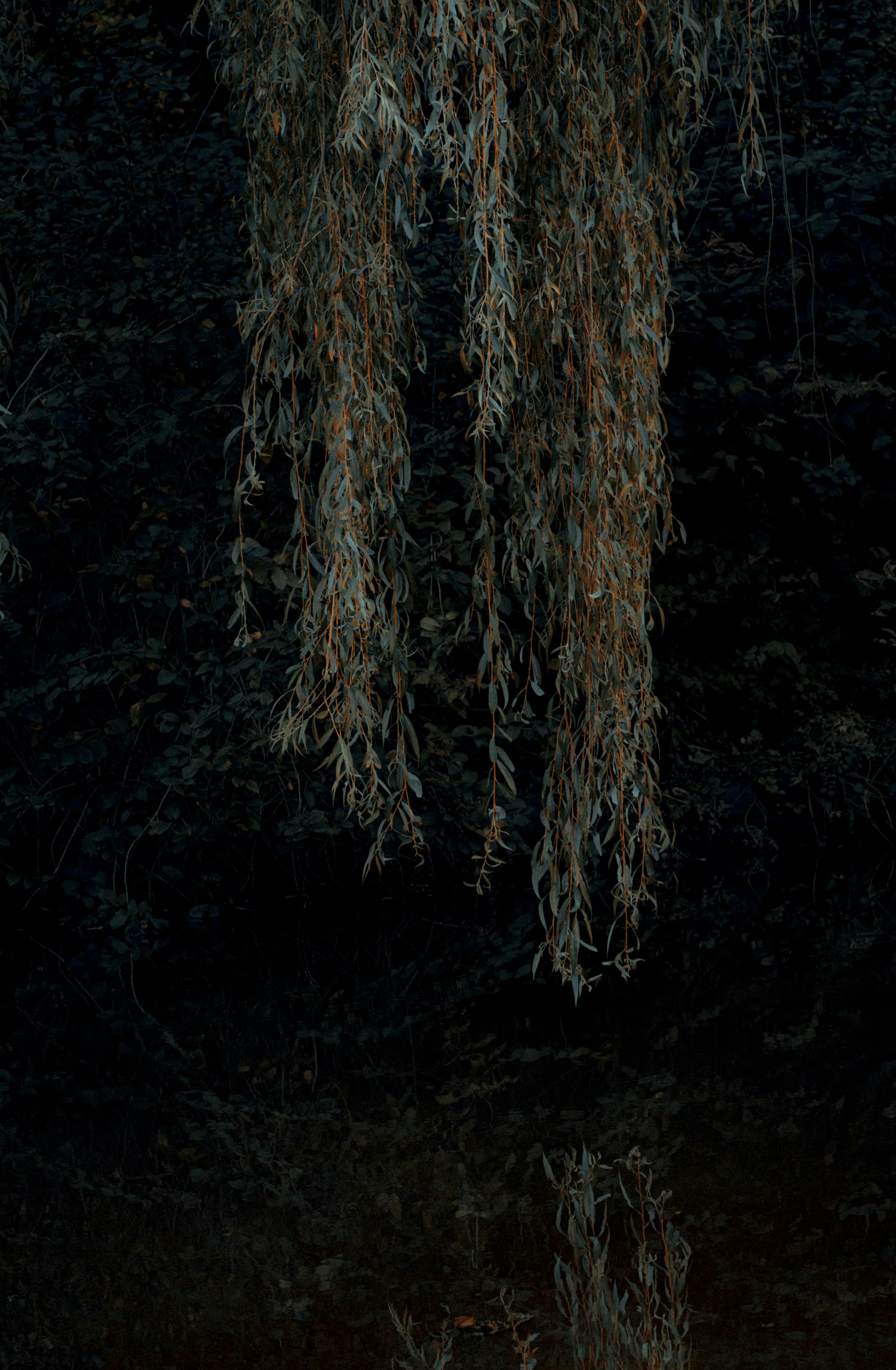 Willow Trees At Night
