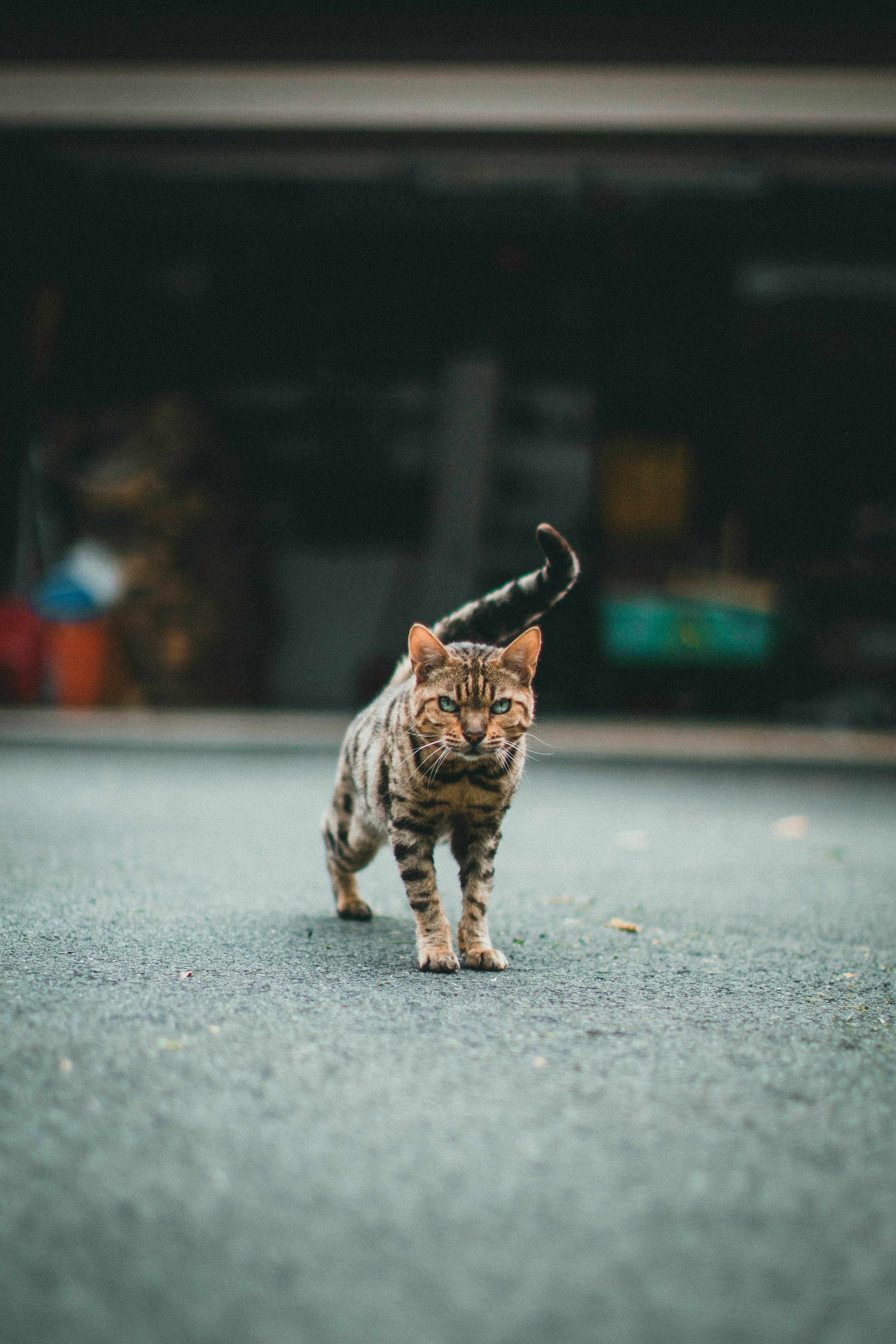 Bengal cat striding confidently across a textured surface, with a blurred garage backdrop hinting at a home environment.
