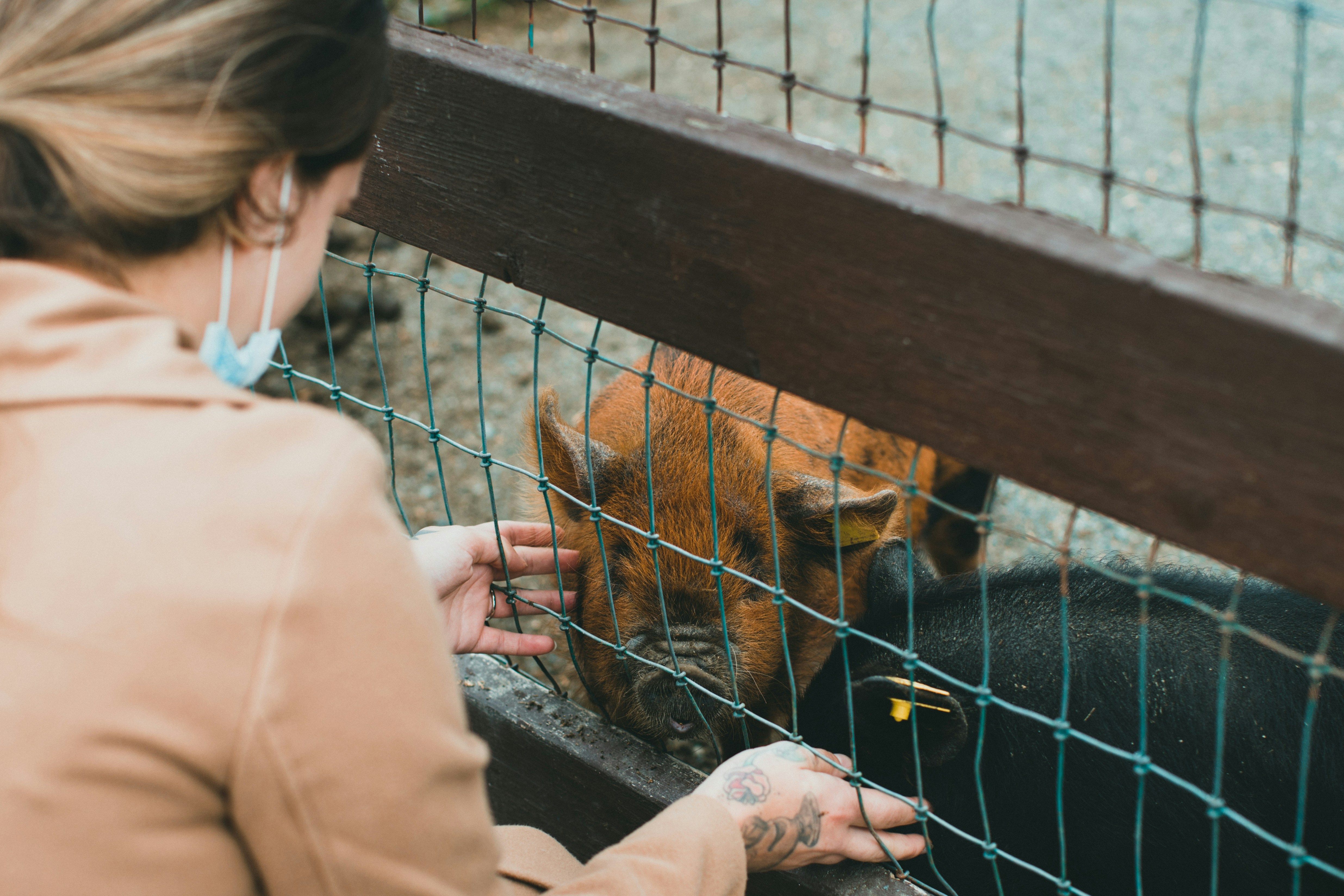 Fence-Side Gentle Moment: A Person Reaches Through to a Curious Pig