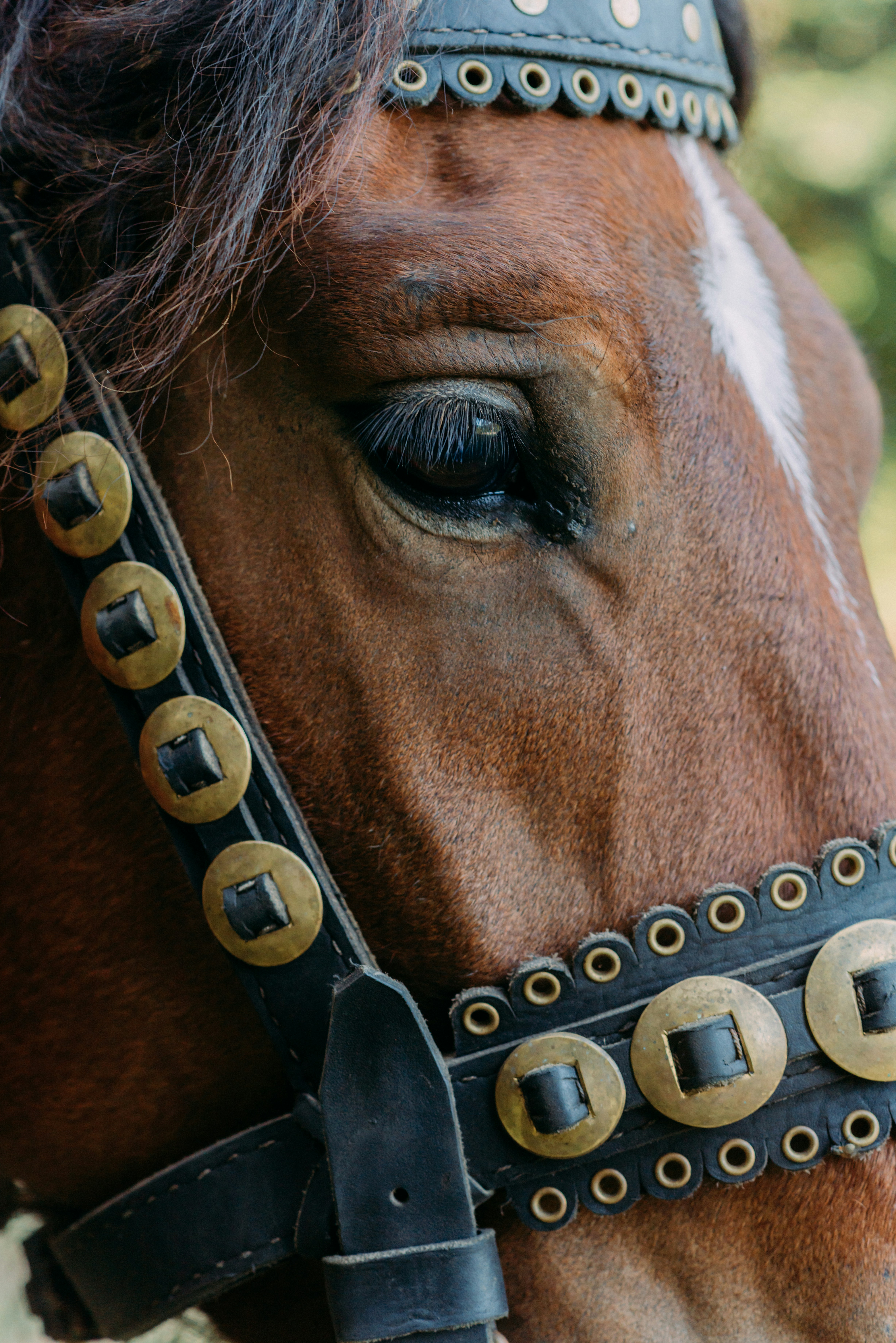 Close-Up of a Horse's Eye Amid Regal Tack Details