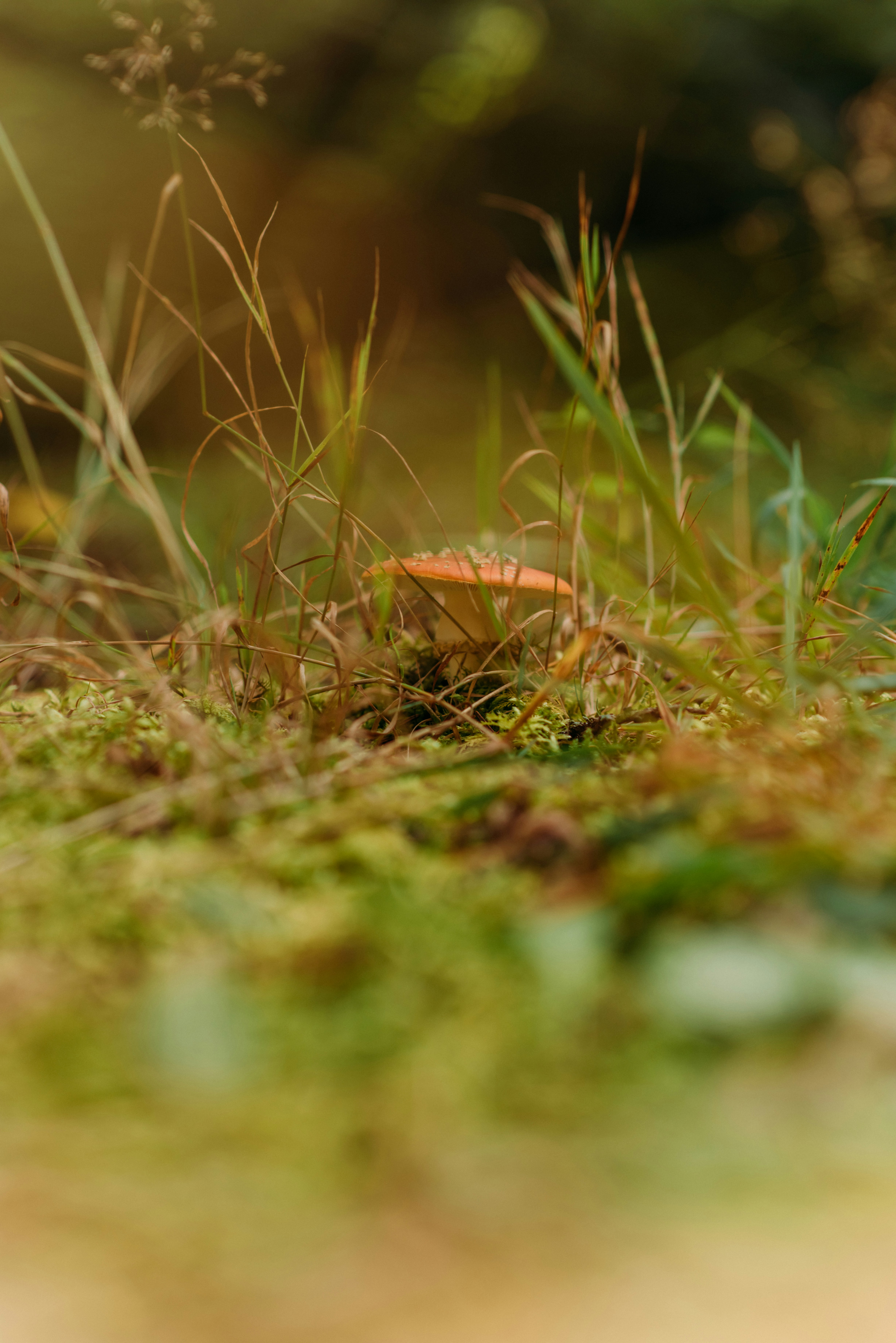 Gros plan d’un champignon dans l’herbe photo – Photo Carpates Gratuite ...