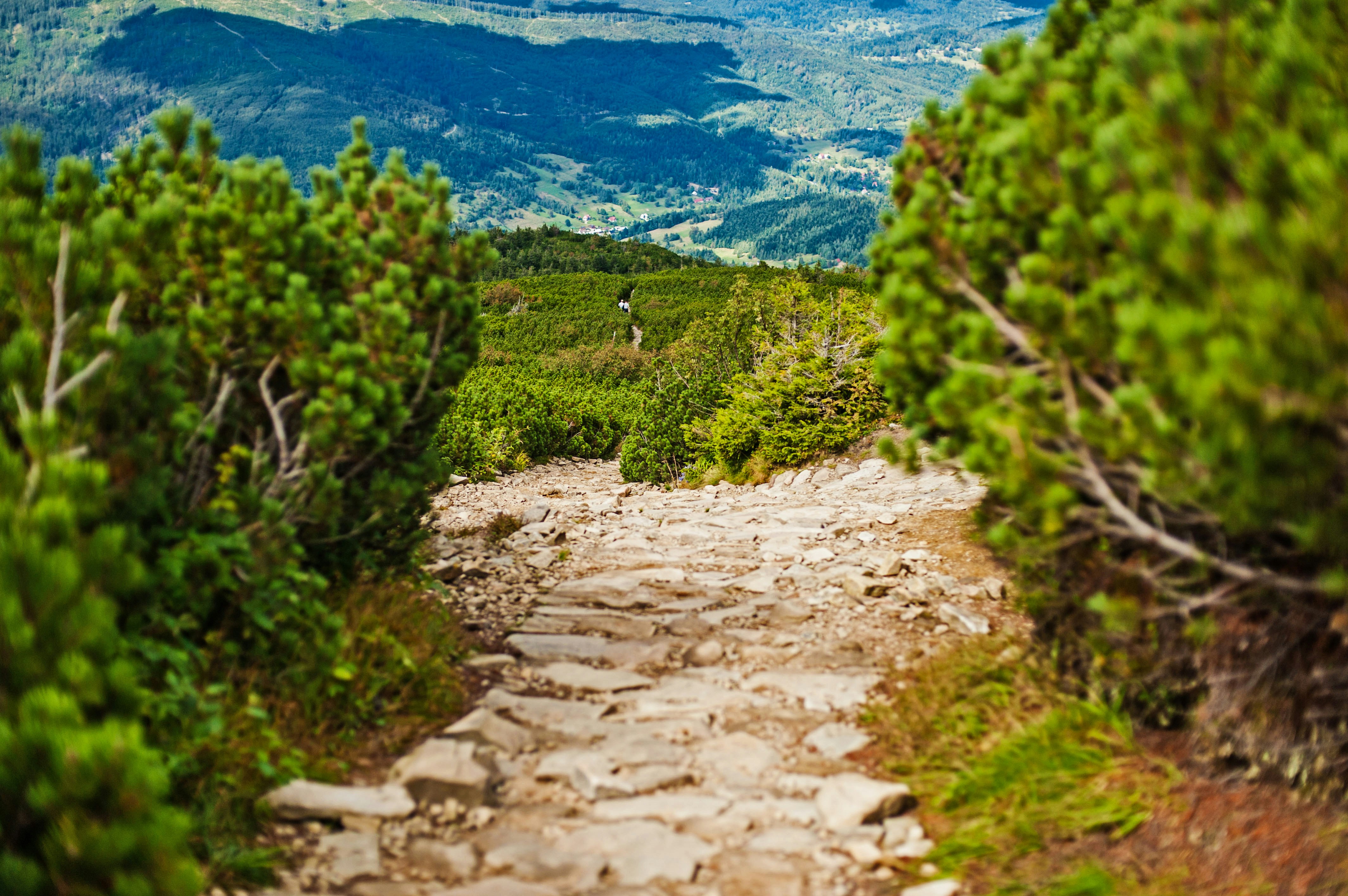 A rocky path in the middle of a forest photo – Free Babia góra Image on ...