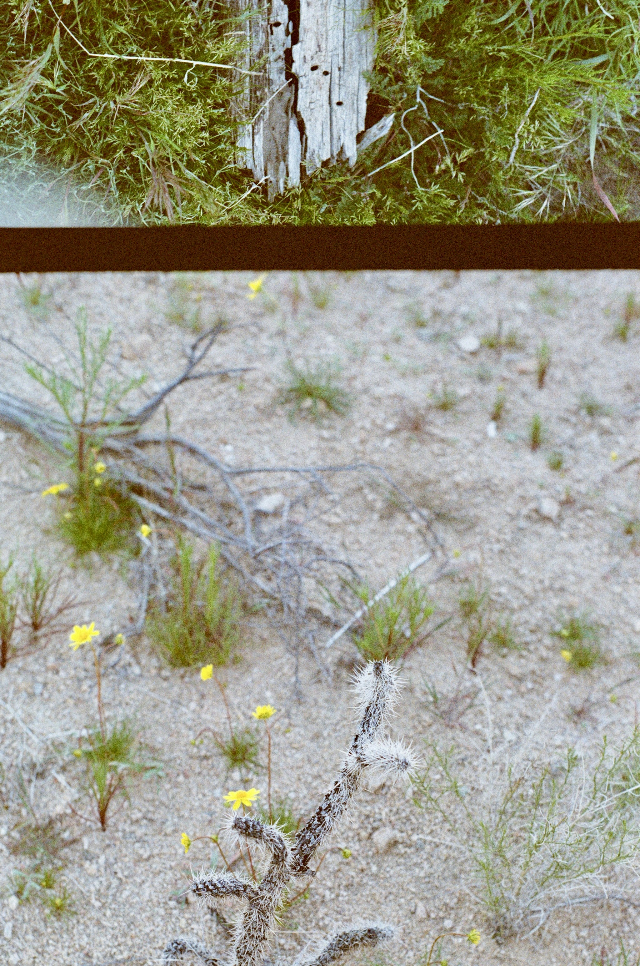 Desert Wildflower and Weathered Twig in Sunlit Terrain