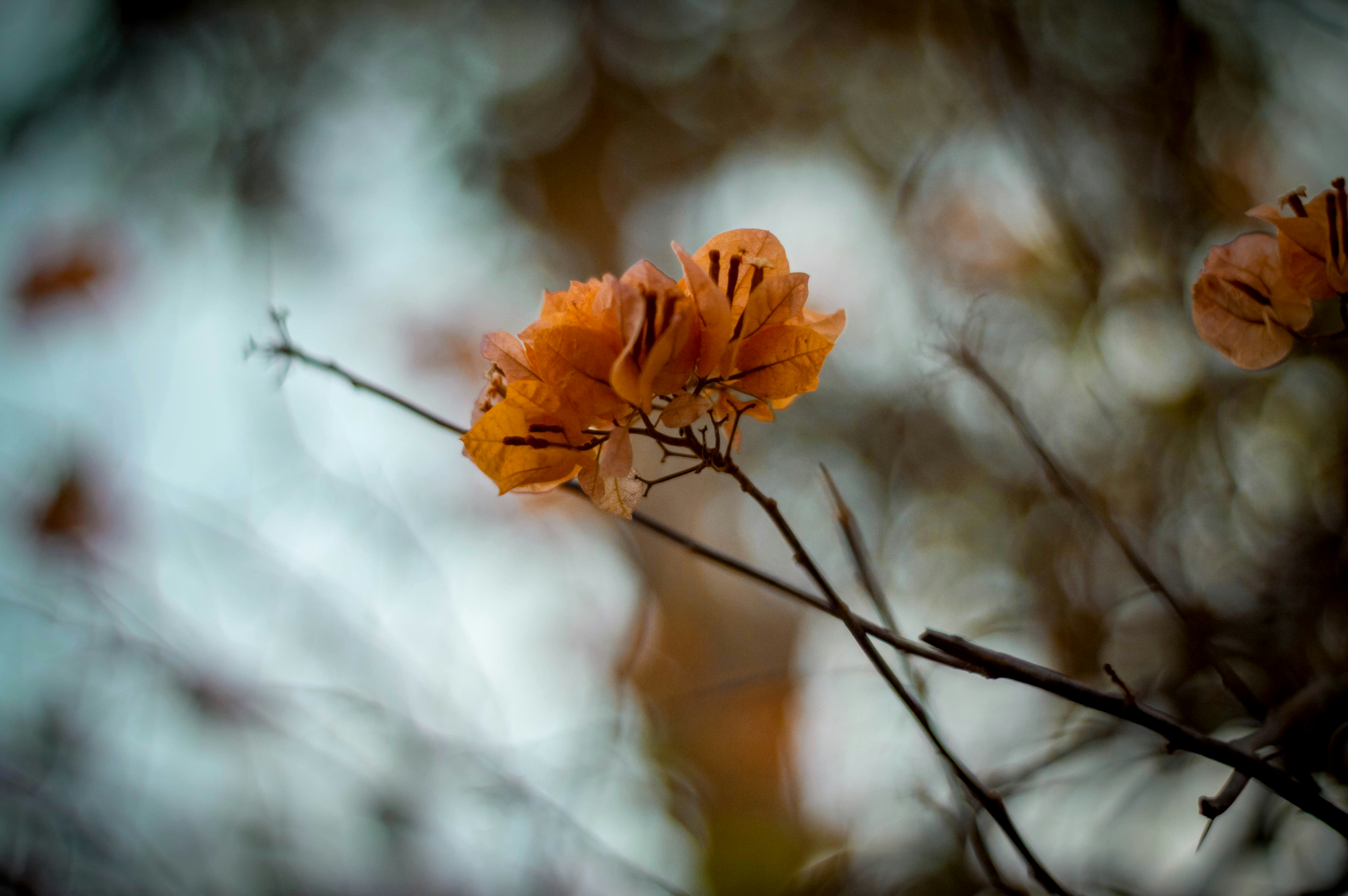 This captivating image features a delicate cluster of orange autumn leaves set against a beautifully blurred bokeh background. The composition draws the viewer's eye to the intricate details of the leaves, highlighted by soft, natural lighting that creates a warm and tranquil atmosphere. The subtle contrast between the vibrant leaves and the muted background enhances the image's visual appeal, making it a striking representation of nature's elegance.