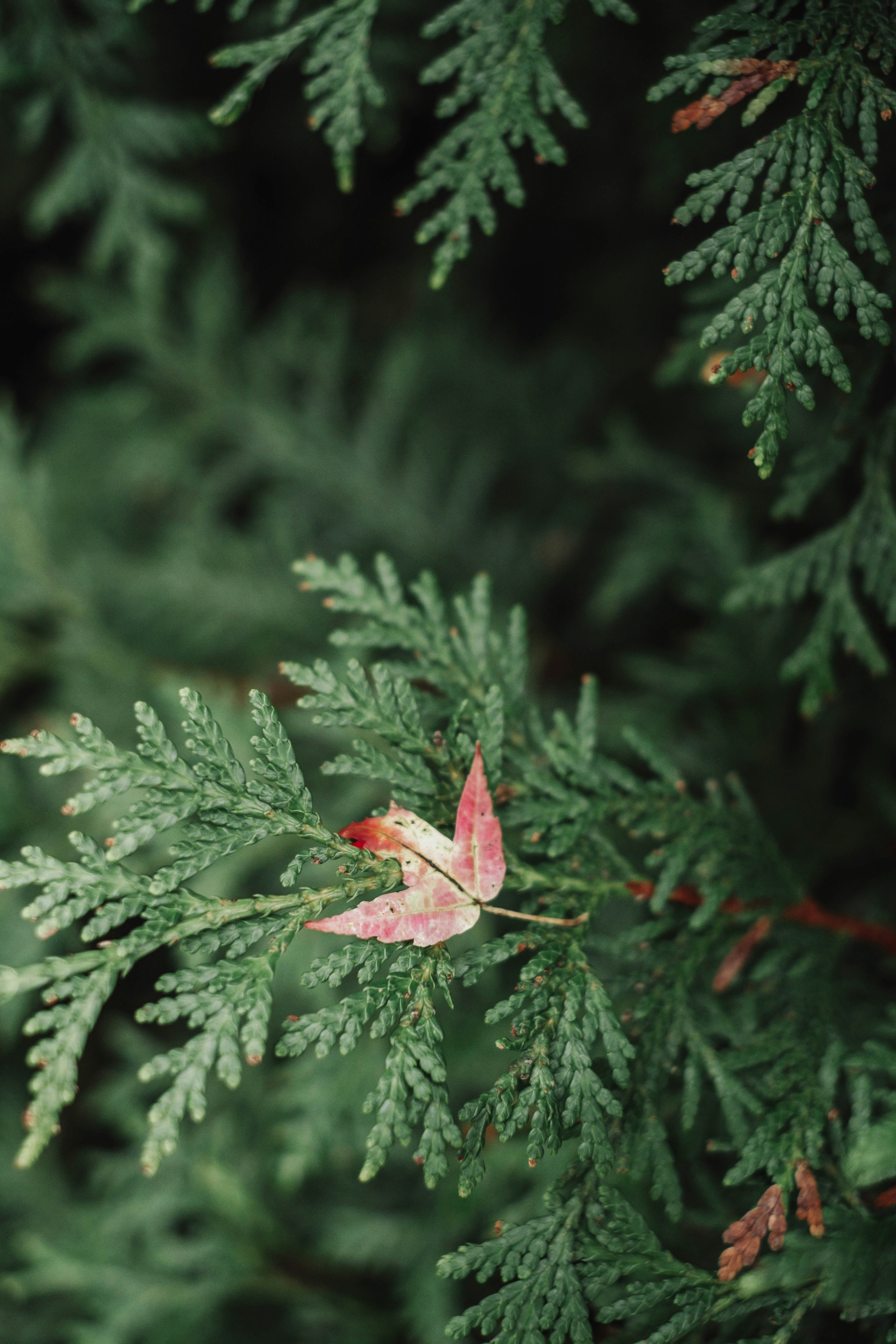A delicate pink leaf nestled among vibrant green foliage, illustrating the contrast of seasons.