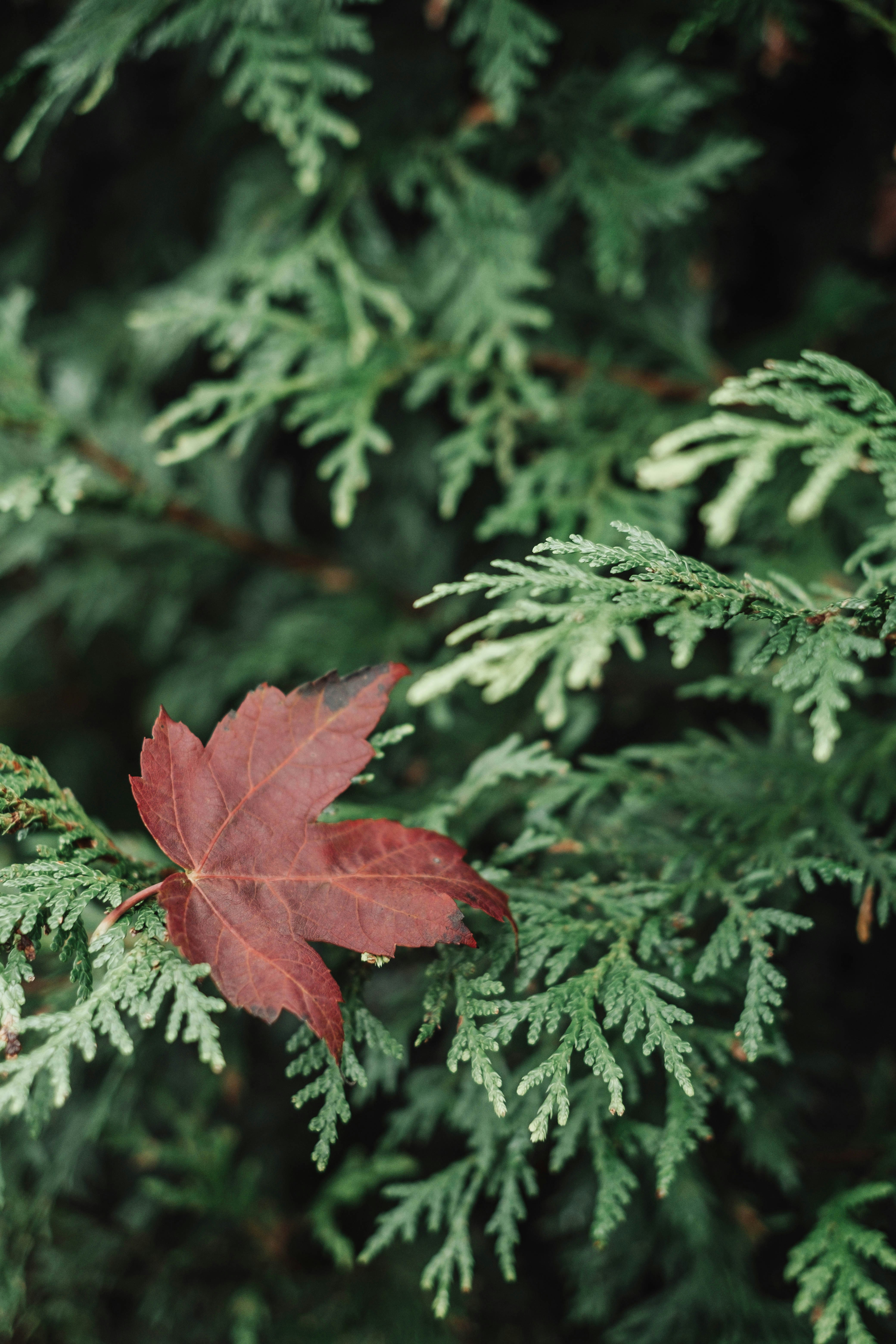 A vibrant red maple leaf rests atop lush green foliage, highlighting the contrast of autumn against evergreen textures.
